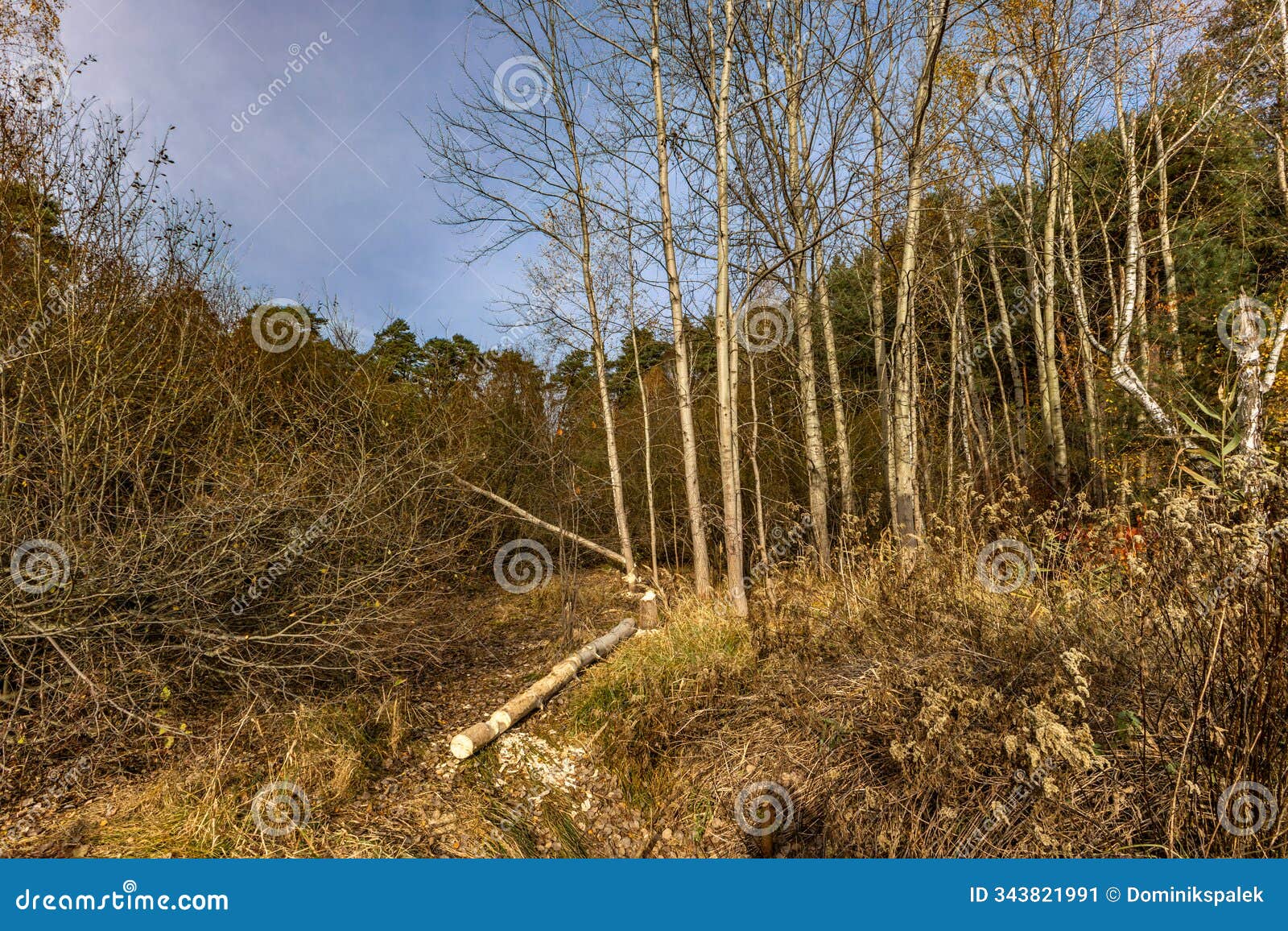 Harmful Activity of Beavers, Cutting Down Trees, Tree Branches Bitten ...