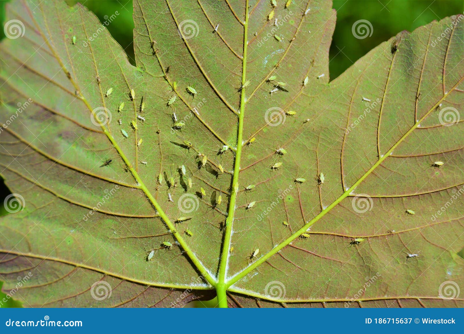 Harmful Aphidoidea insects stock image. Image of features - 186715637