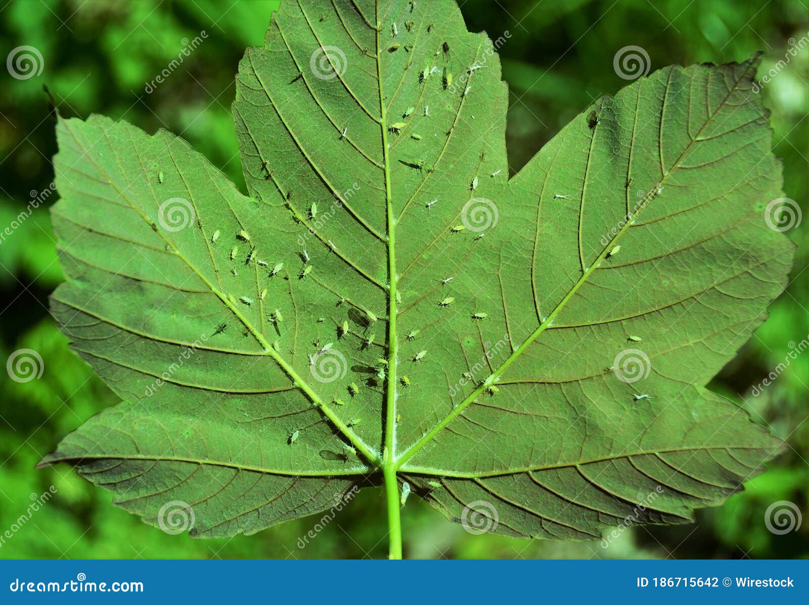 Harmful Aphidoidea insects stock photo. Image of leaf - 186715642