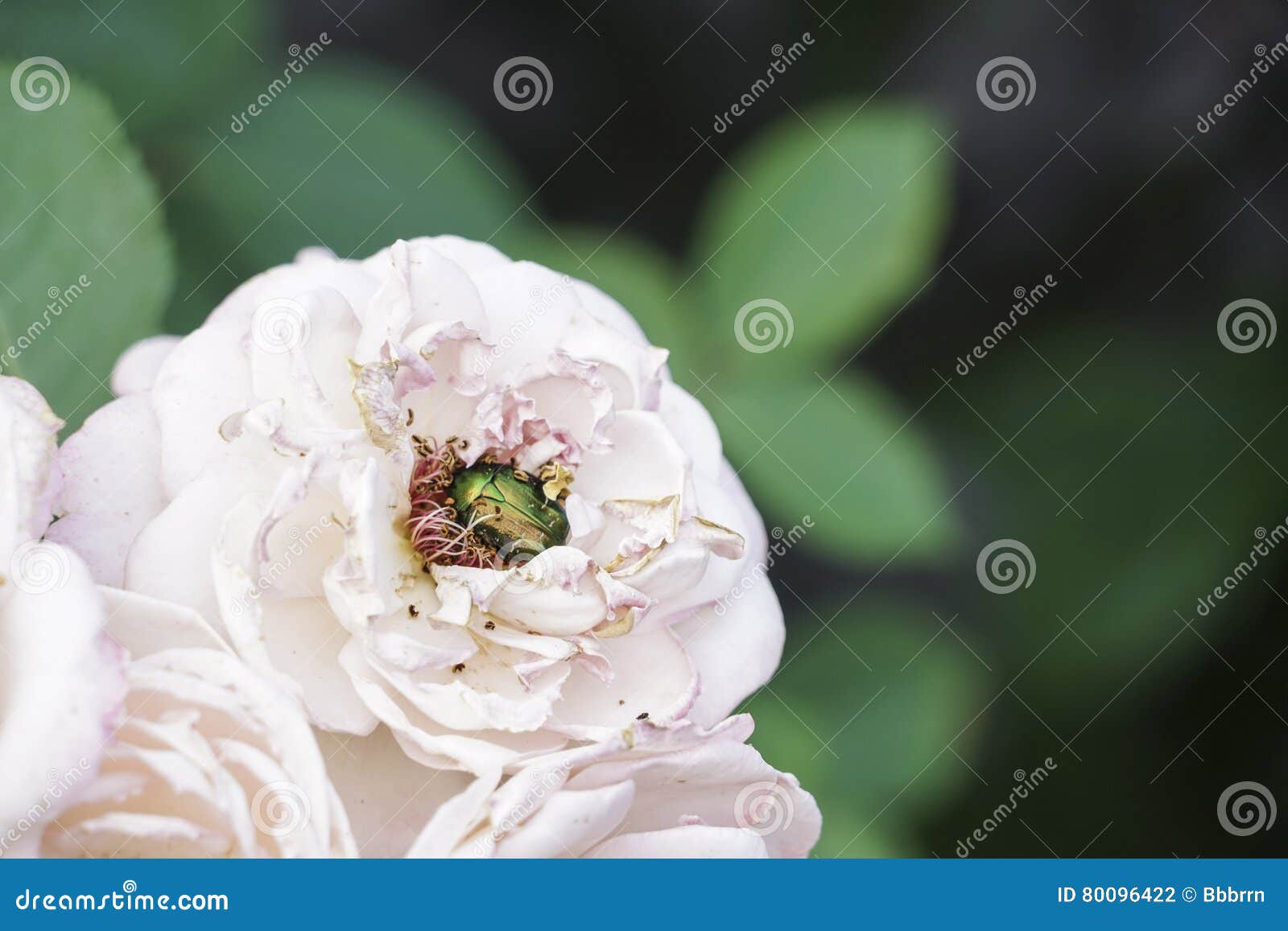 Harmful Bug on Rose on Garden Stock Photo - Image of insects, rose ...
