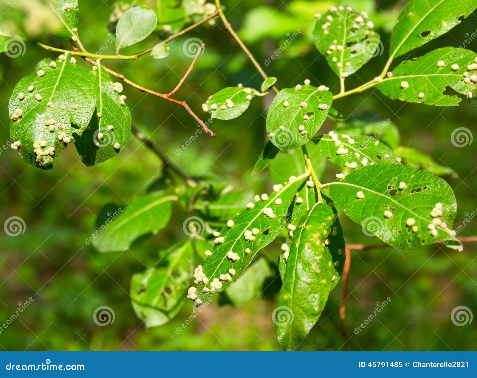 Harmful garden insects stock image. Image of outdoors - 45791485