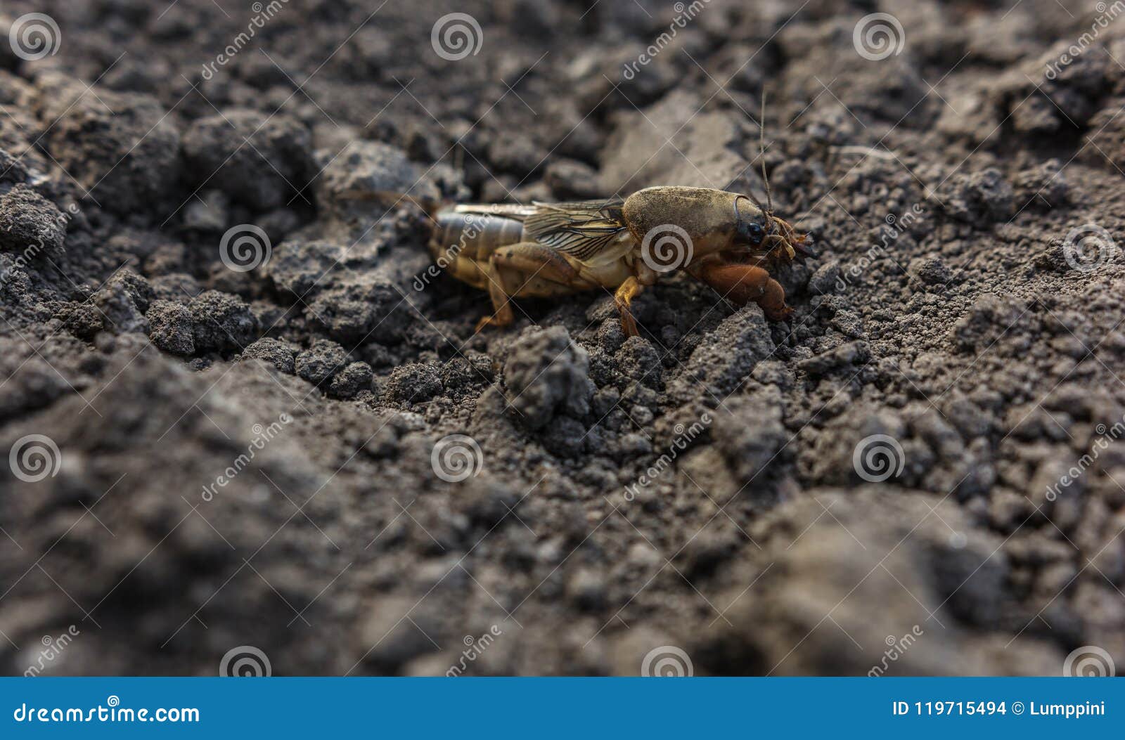 Harmful Insect, Agricultural Pest. Pest Control. Stock Photo - Image of ...