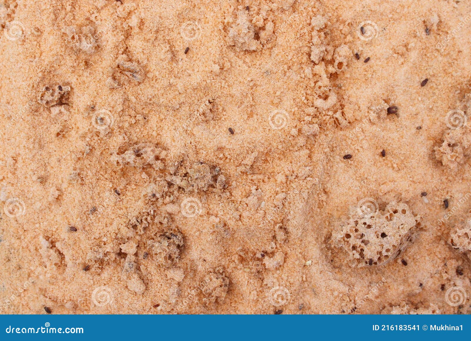 Harmful Insect in Bread Crumbs Stock Image - Image of destroy, food ...