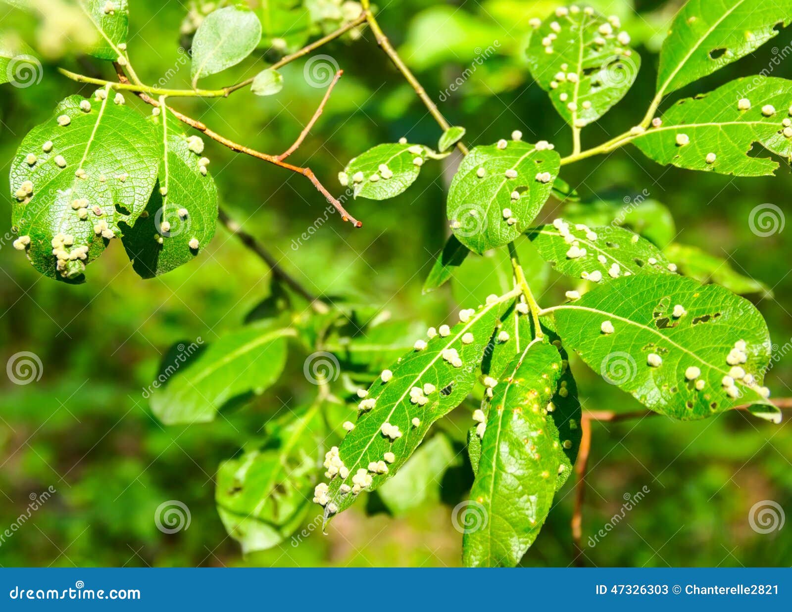 Harmful Insects of a Garden Destroy Leaves Stock Image - Image of green ...
