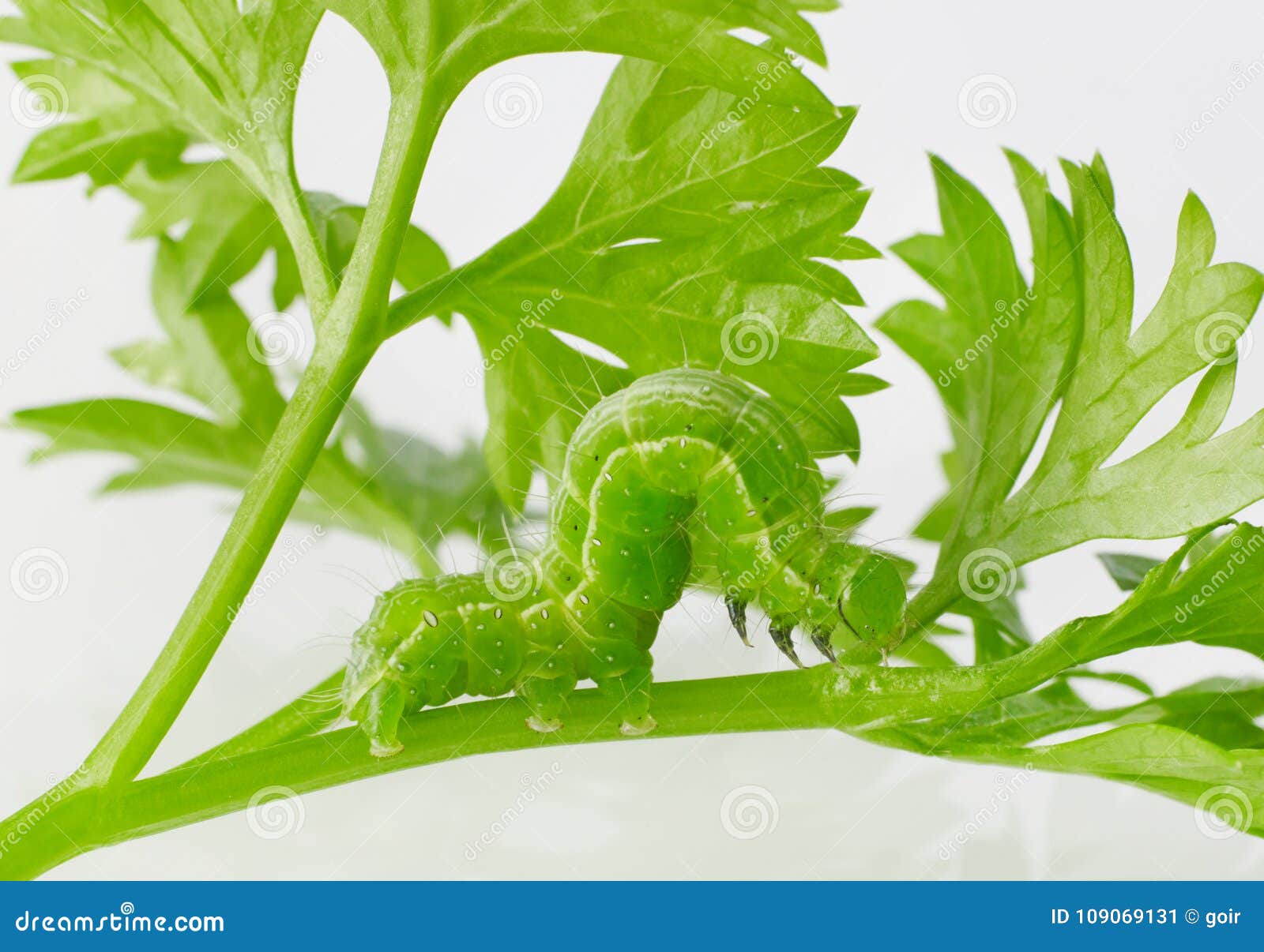 Harmful leaf worm stock image. Image of themes, focus - 109069131