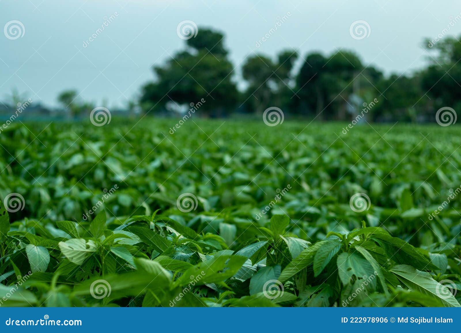 Harmful Small Insects is Cutting and Destroying Jute Leaves Stock Photo ...