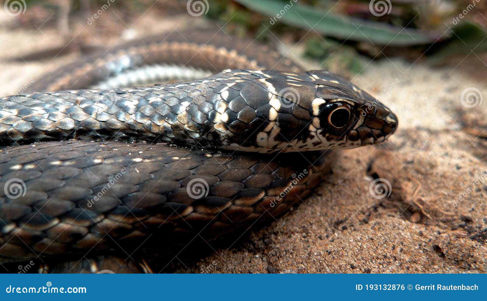 A Harmless and Rather Good Looking Sand Snake Stock Photo - Image of ...