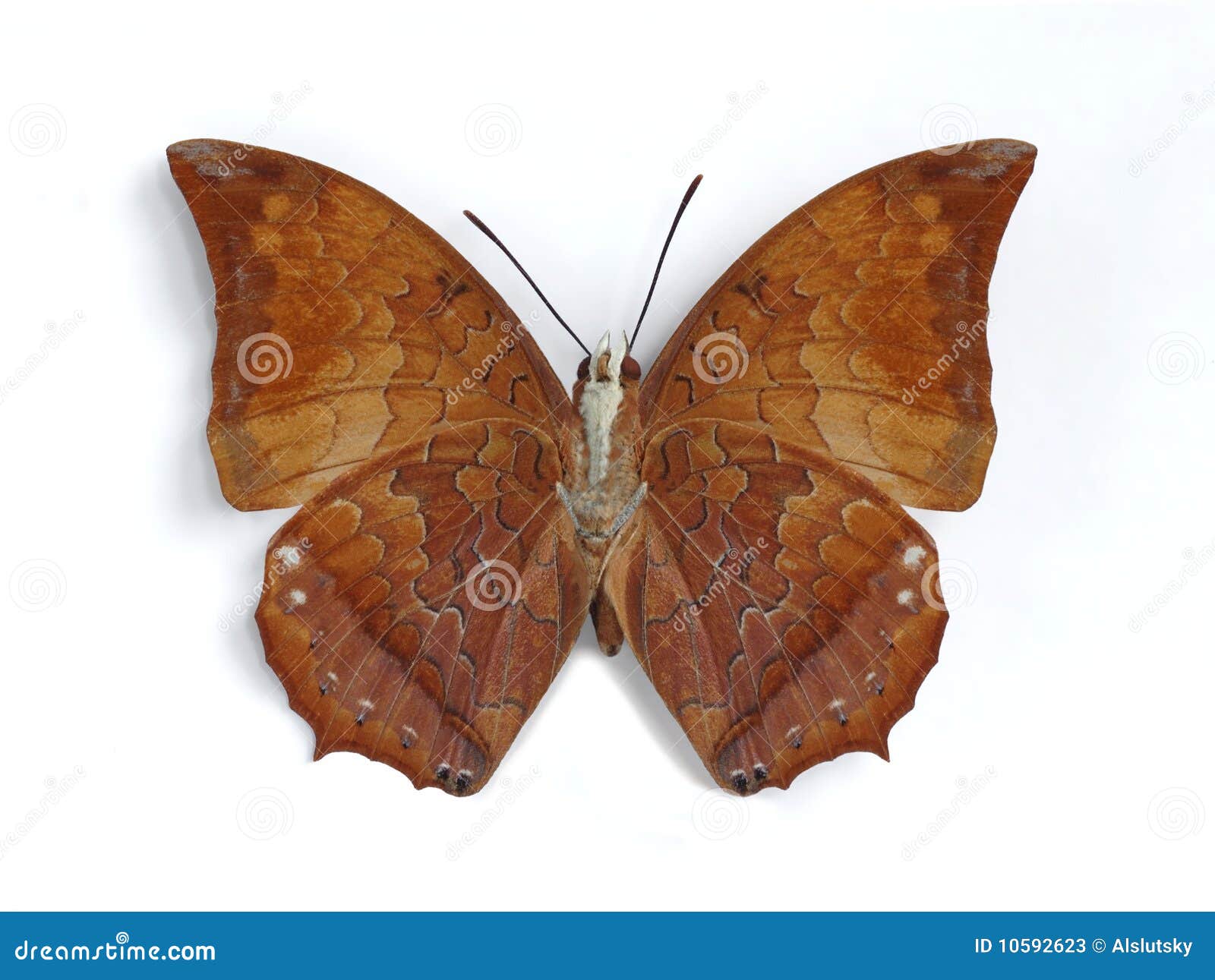Harmodius di Charaxes immagine stock. Immagine di macro - 10592623