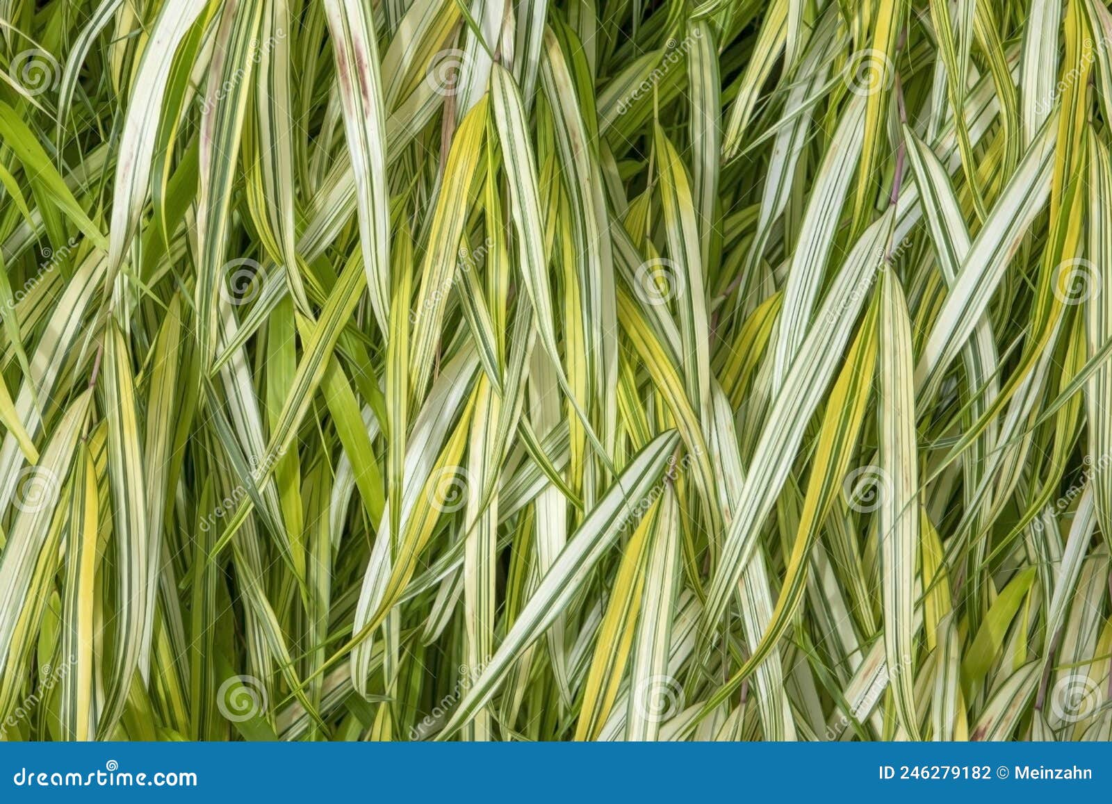 Harmonic Background of Green Reed Leaves Stock Photo - Image of nature ...