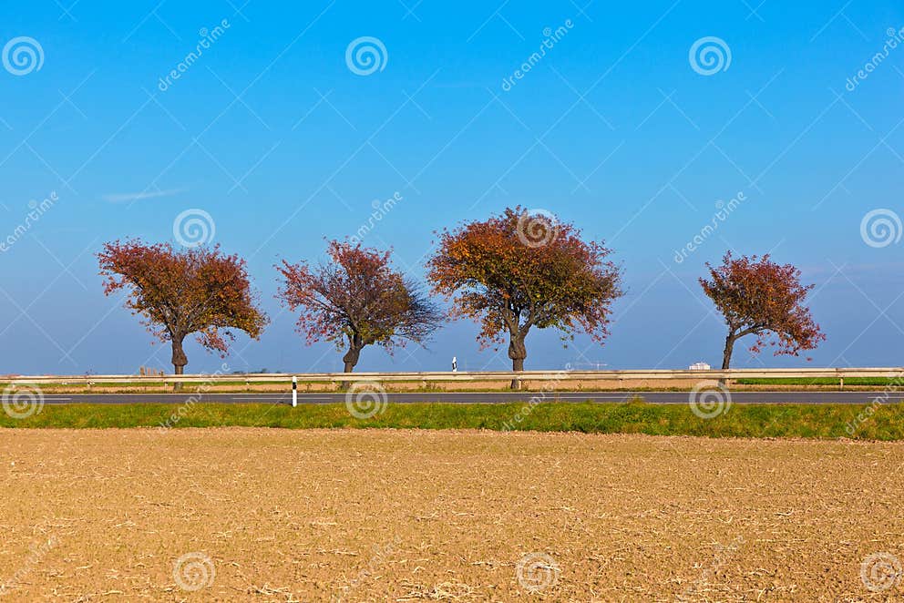 Harmonic group of trees stock image. Image of ensemble - 16840173