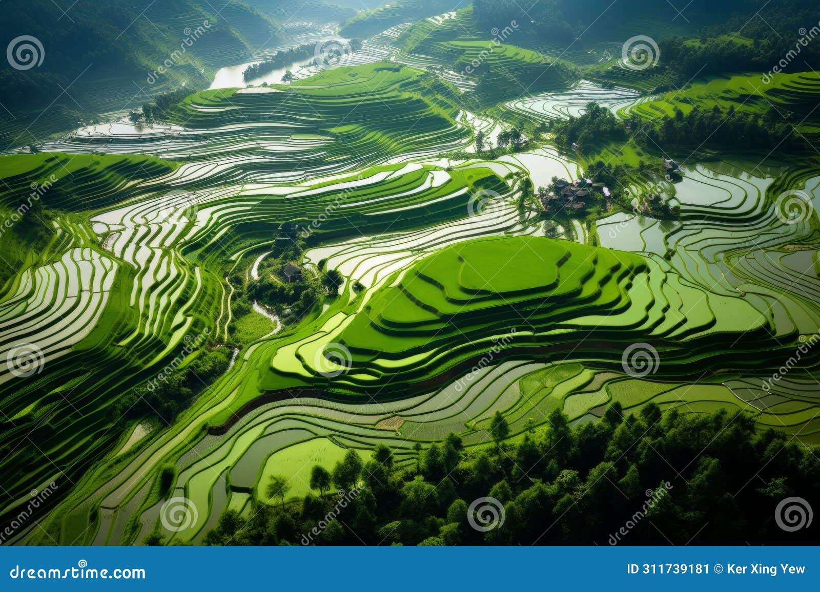 Harmonious Patterns of Terraced Paddy Fields Stock Illustration ...