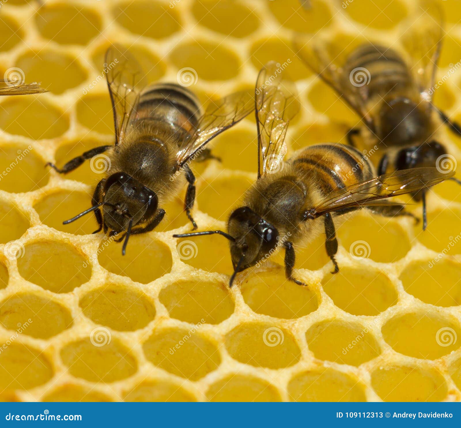 Bees Build Honeycombs. Here You Can See Work of a Bee To Create a ...