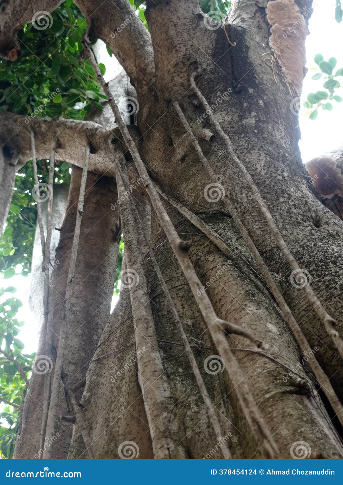 One Bud Of Chinese Banyan Tree Is Growing From The Big Branch. Stock ...