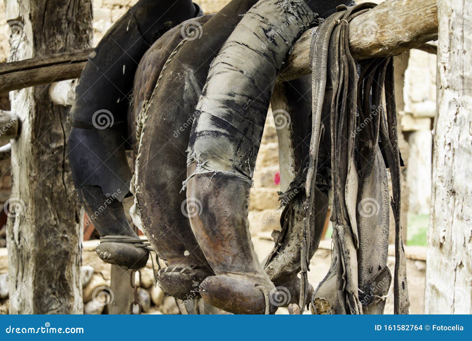 Harness for cattle stock photo. Image of nature, farm - 161582764