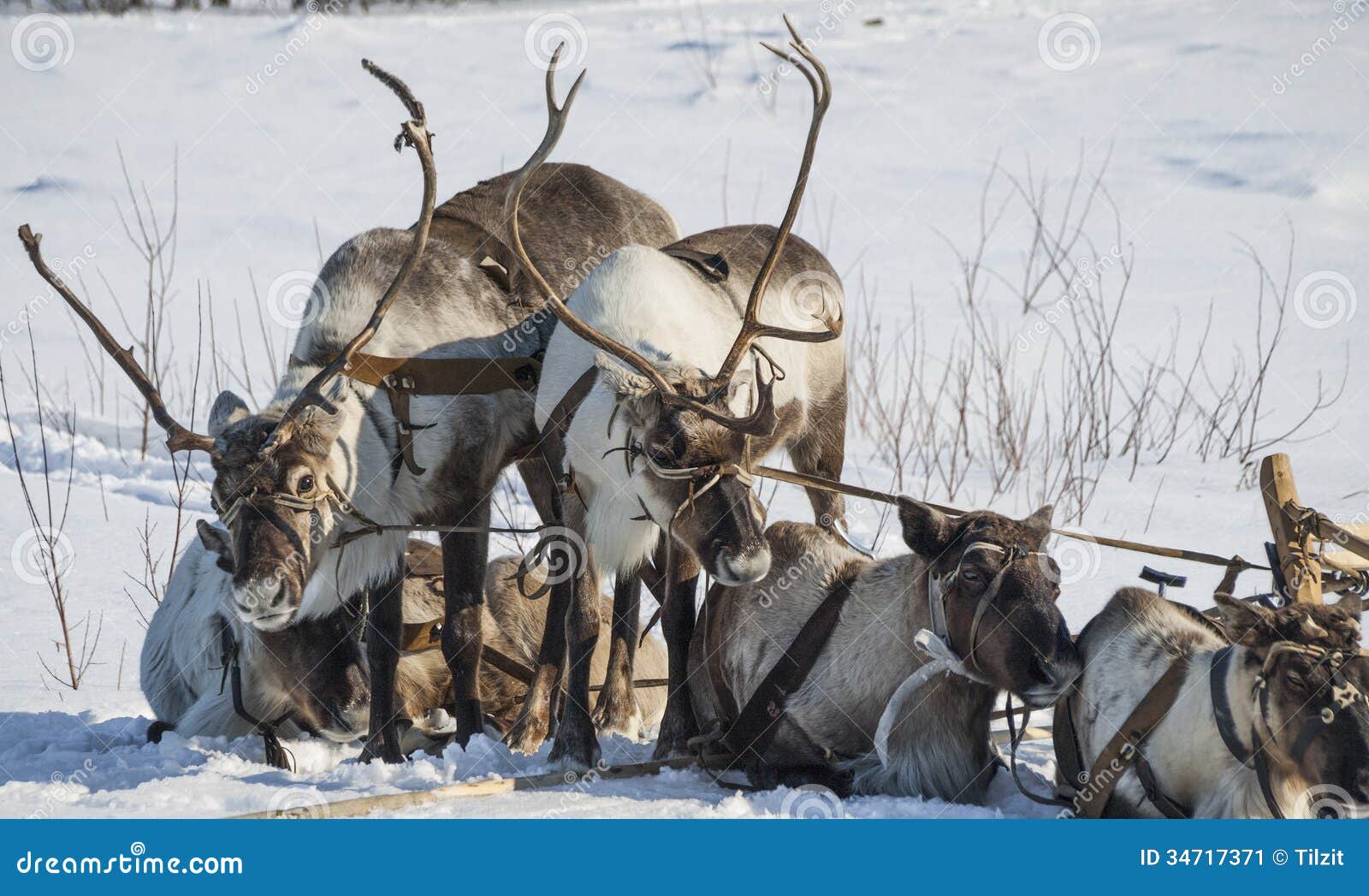 Harness of Domesticated Reindeers Stock Image - Image of snow, yamal ...