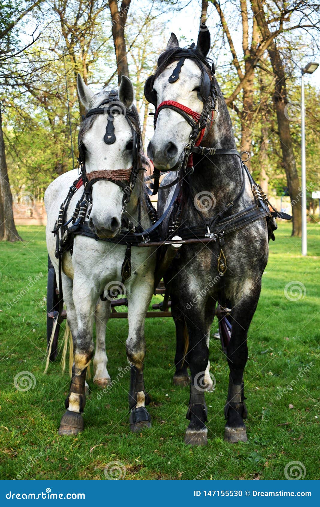 Harness Pair Mare and Horse, Ready To Pull a Carriage Stock Photo ...