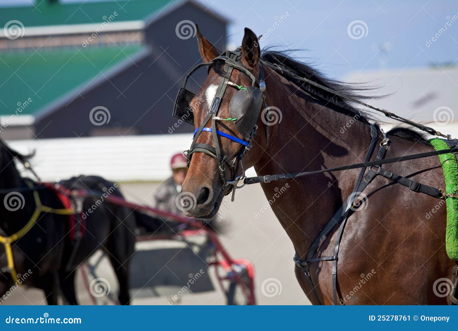 Harness Racing stock image. Image of outdoor, trot, running - 25278761