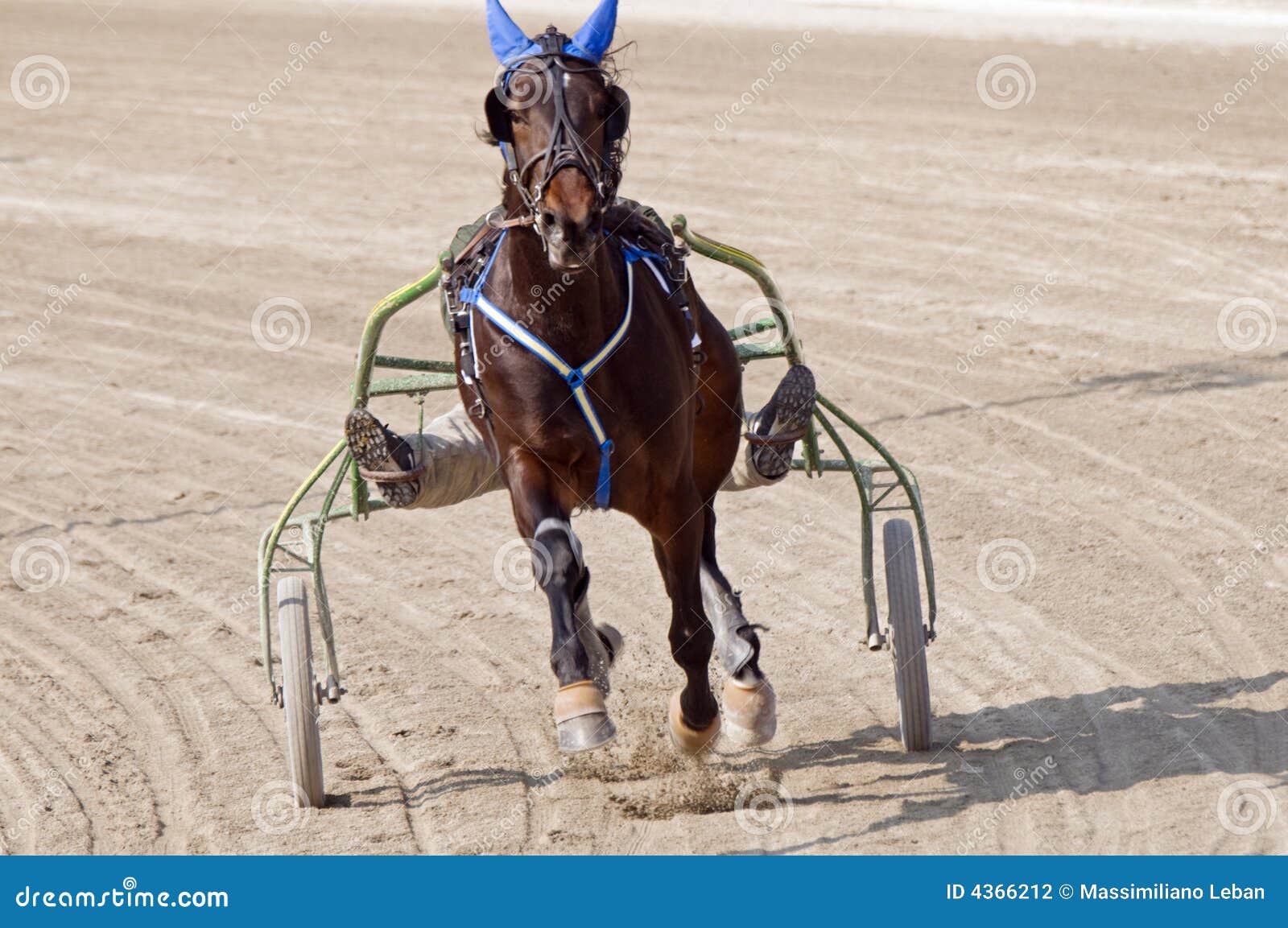 Harness racing stock photo. Image of foots, gait, legs - 4366212