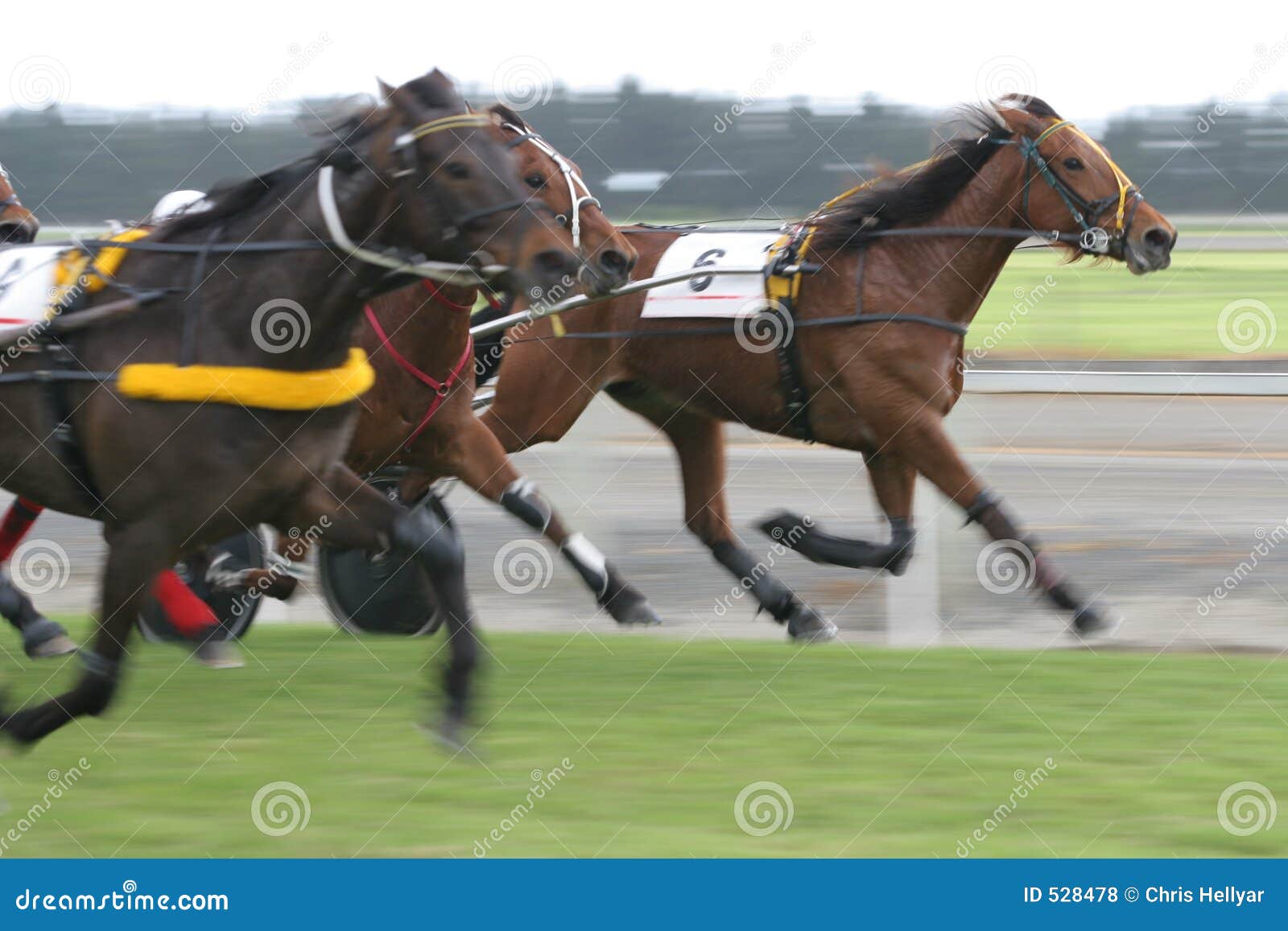 Harness Racing / Trotting stock photo. Image of racing - 528478