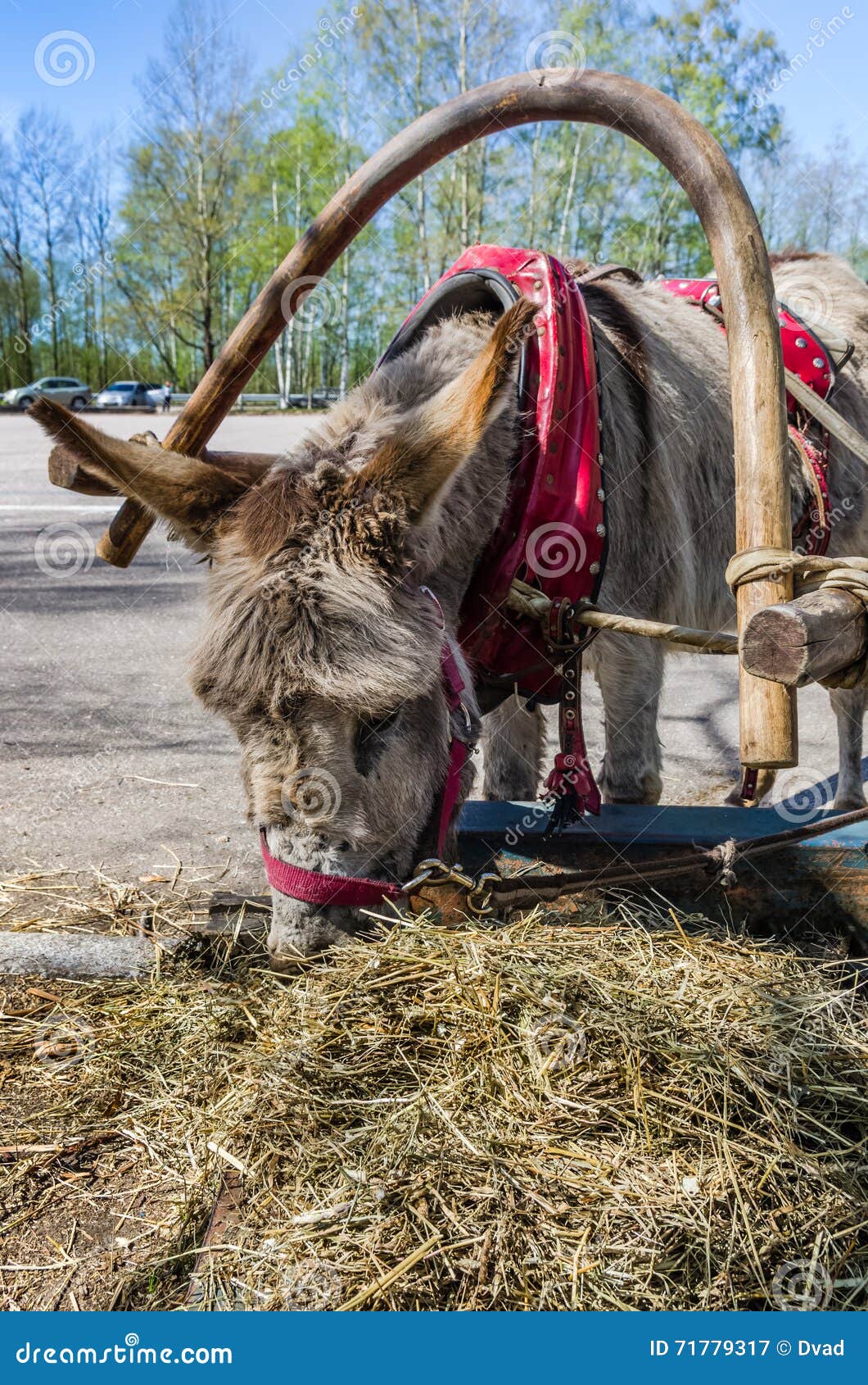 Harnessed donkey portrait stock image. Image of animal - 71779317