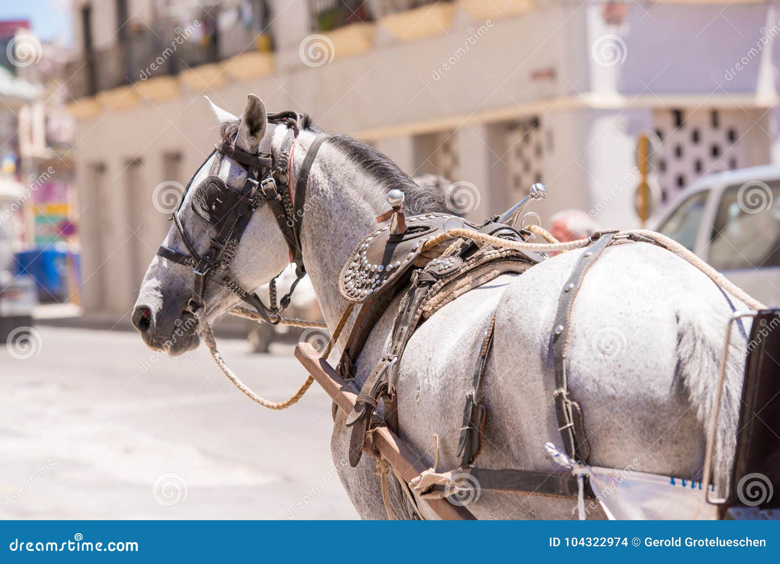 Harnessed Horse Stock Image | CartoonDealer.com #110327041