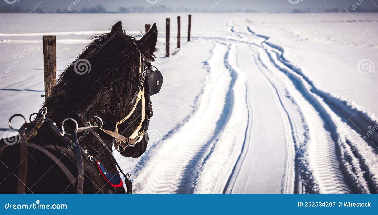 Harnessed Horse Walking on Snow with Wheel Traces Stock Image - Image ...