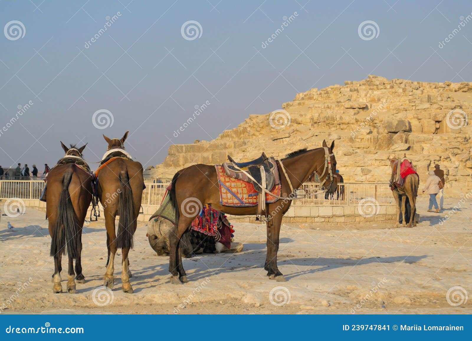 Harnessed Horses Stand at the Foot of the Egyptian Pyramid Stock Image ...
