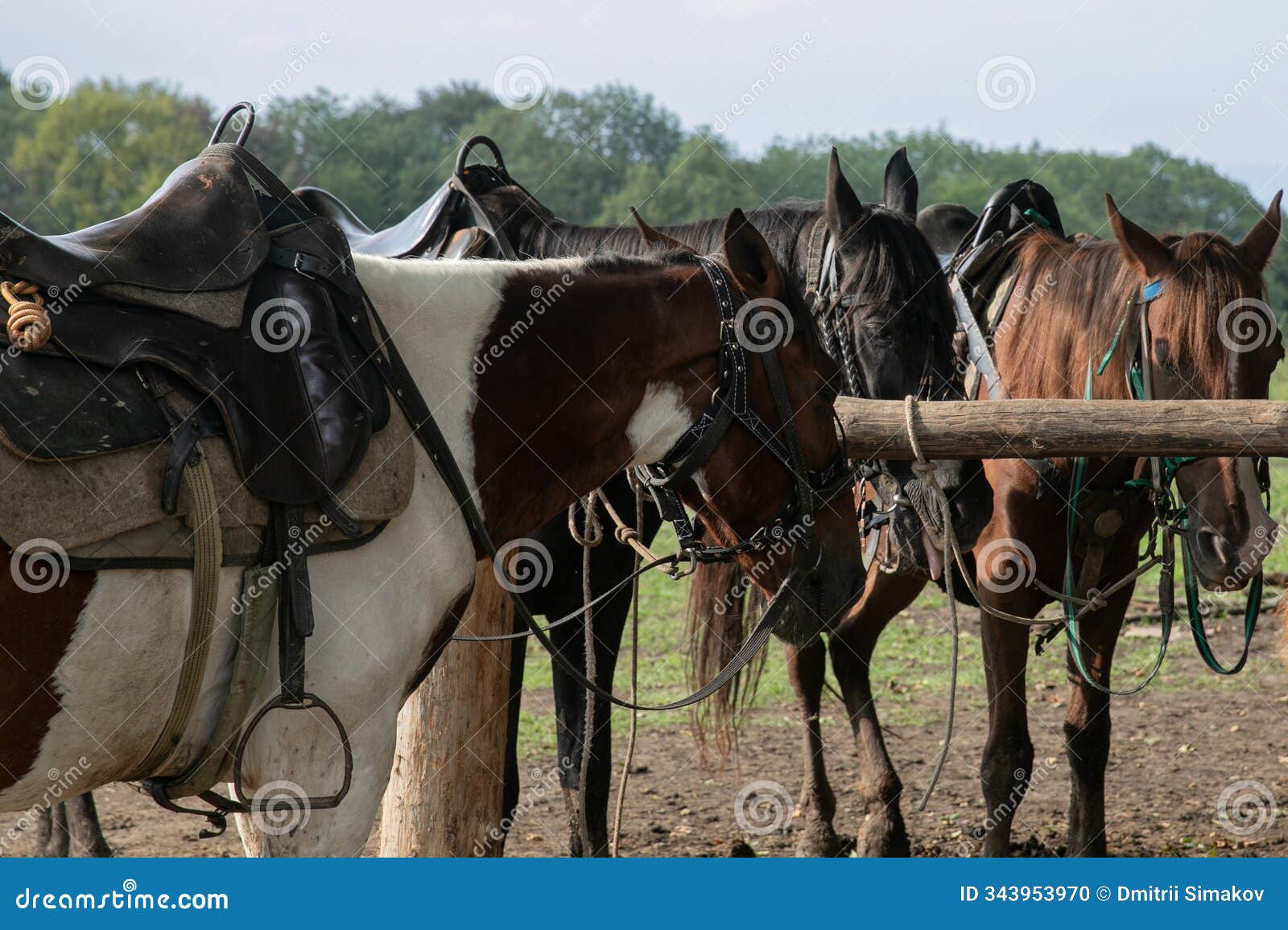Harnessed Horses Stand in the Stable Stall Stock Photo - Image of breed ...