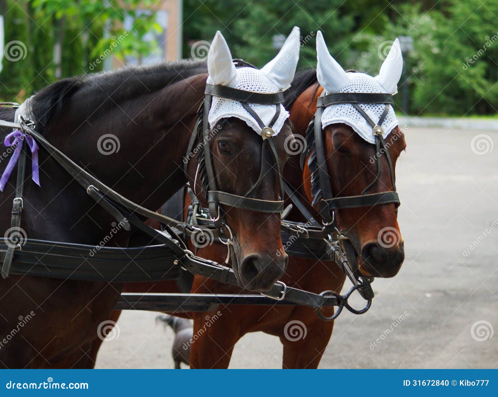 Harnessed horses stock photo. Image of jumps, together - 31672840