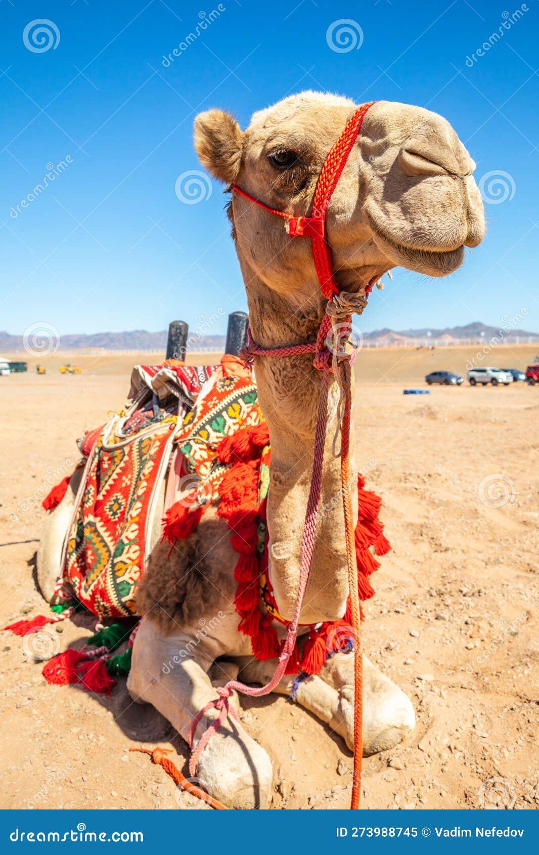 Harnessed Riding Camels Resting In The Desrt, Al Ula Royalty-Free Stock ...