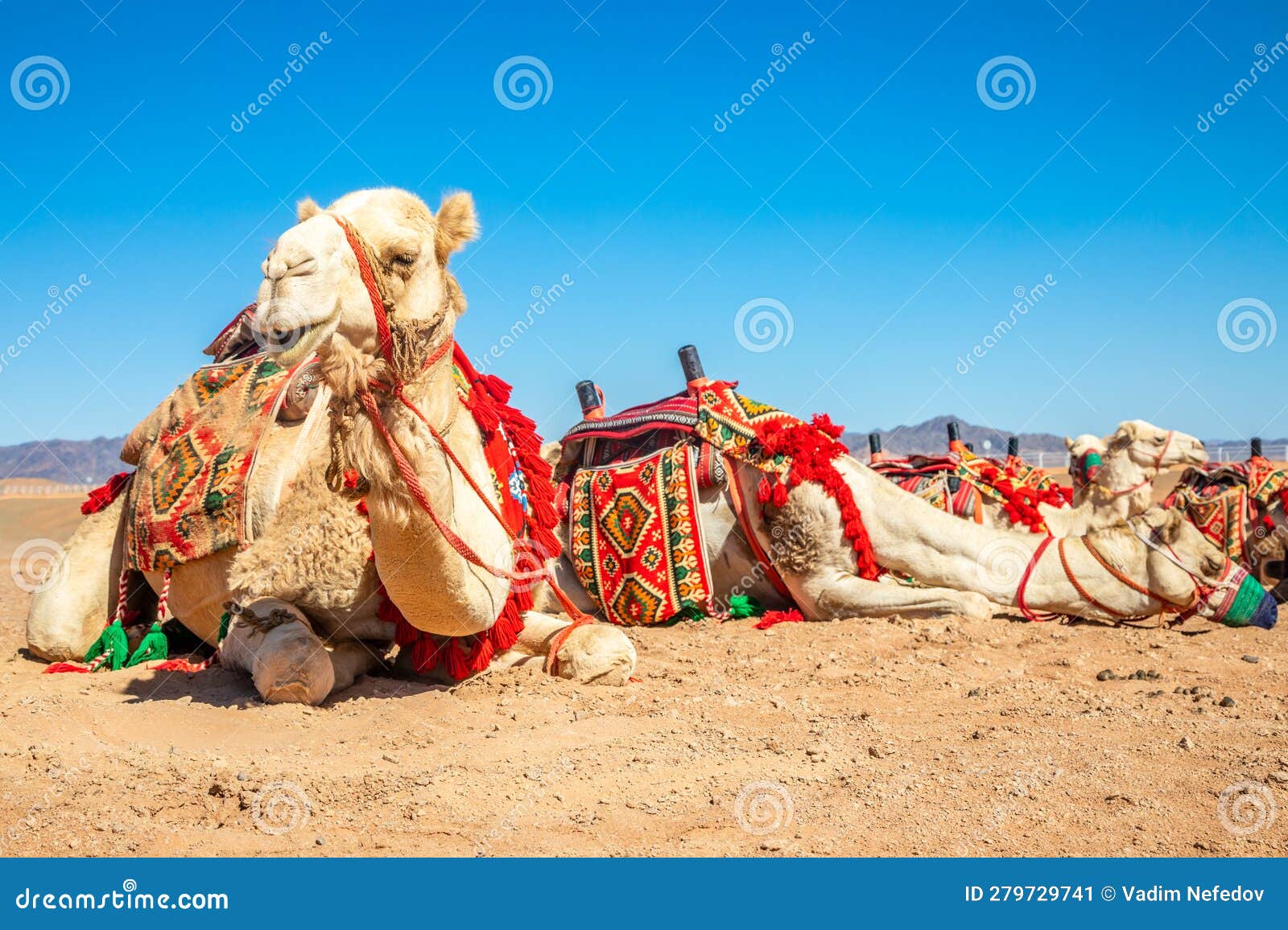Harnessed Riding Camels Resting In The Desrt, Al Ula Royalty-Free Stock ...