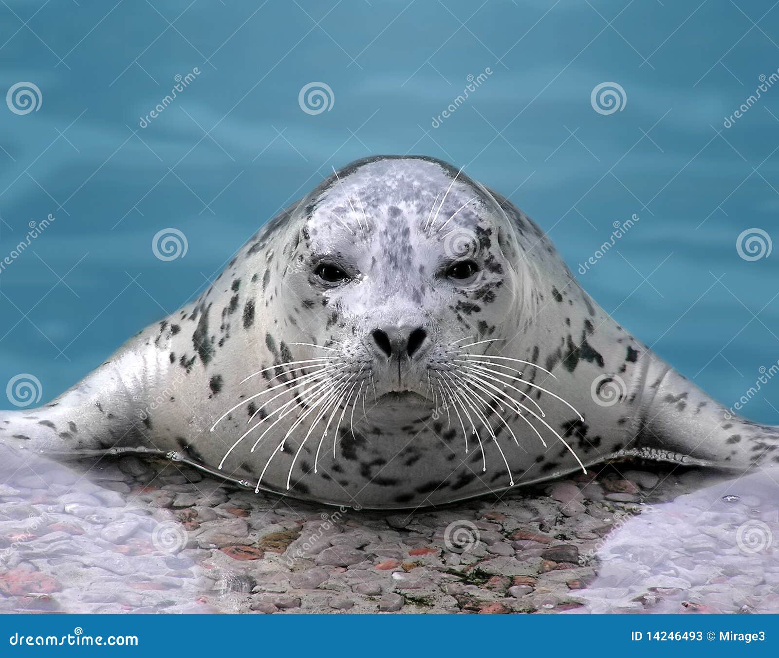 Harp Seal Looking at Camera Stock Image - Image of groendlendica, water ...