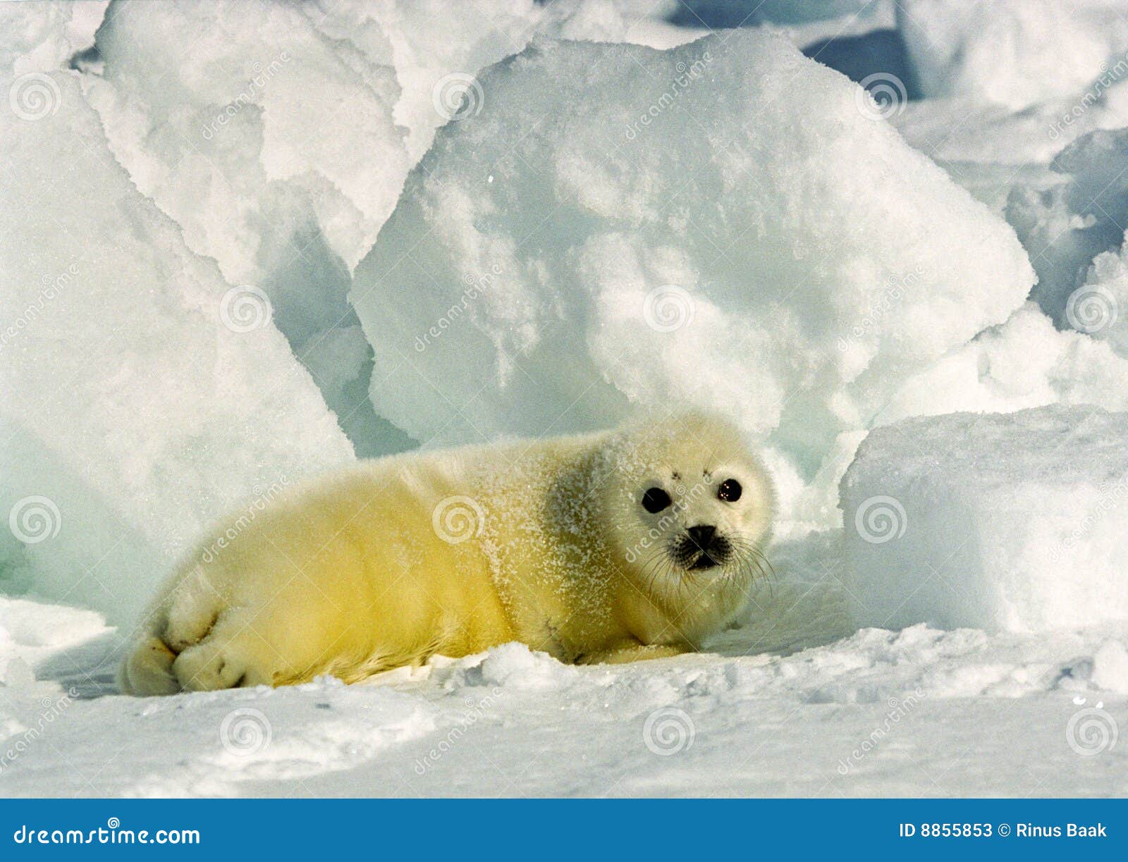 Harp Seal Pup stock image. Image of mammal, baby, furry - 8855853