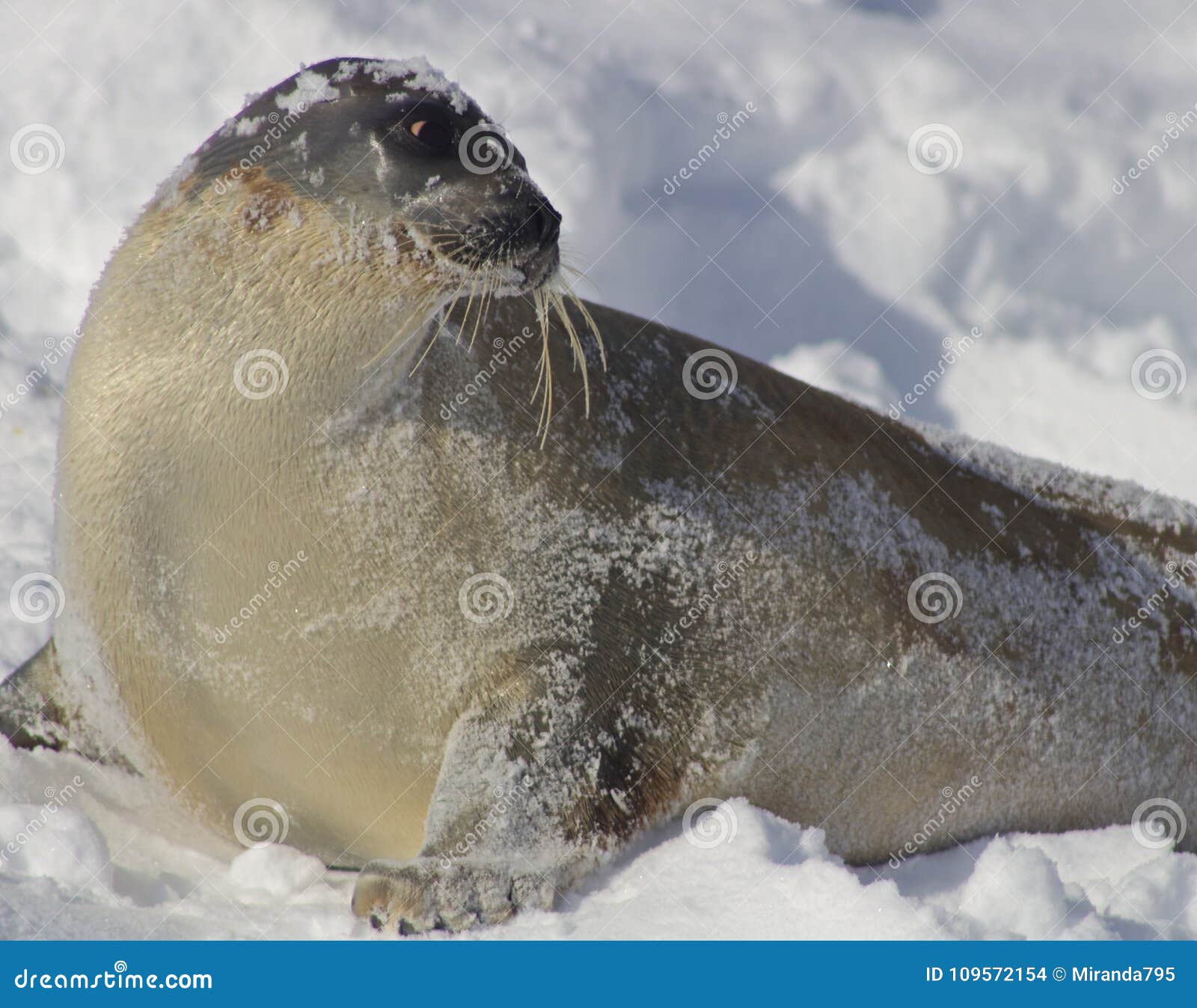 Harp Seal in the Snow, Quebec Stock Photo - Image of quebec, face ...