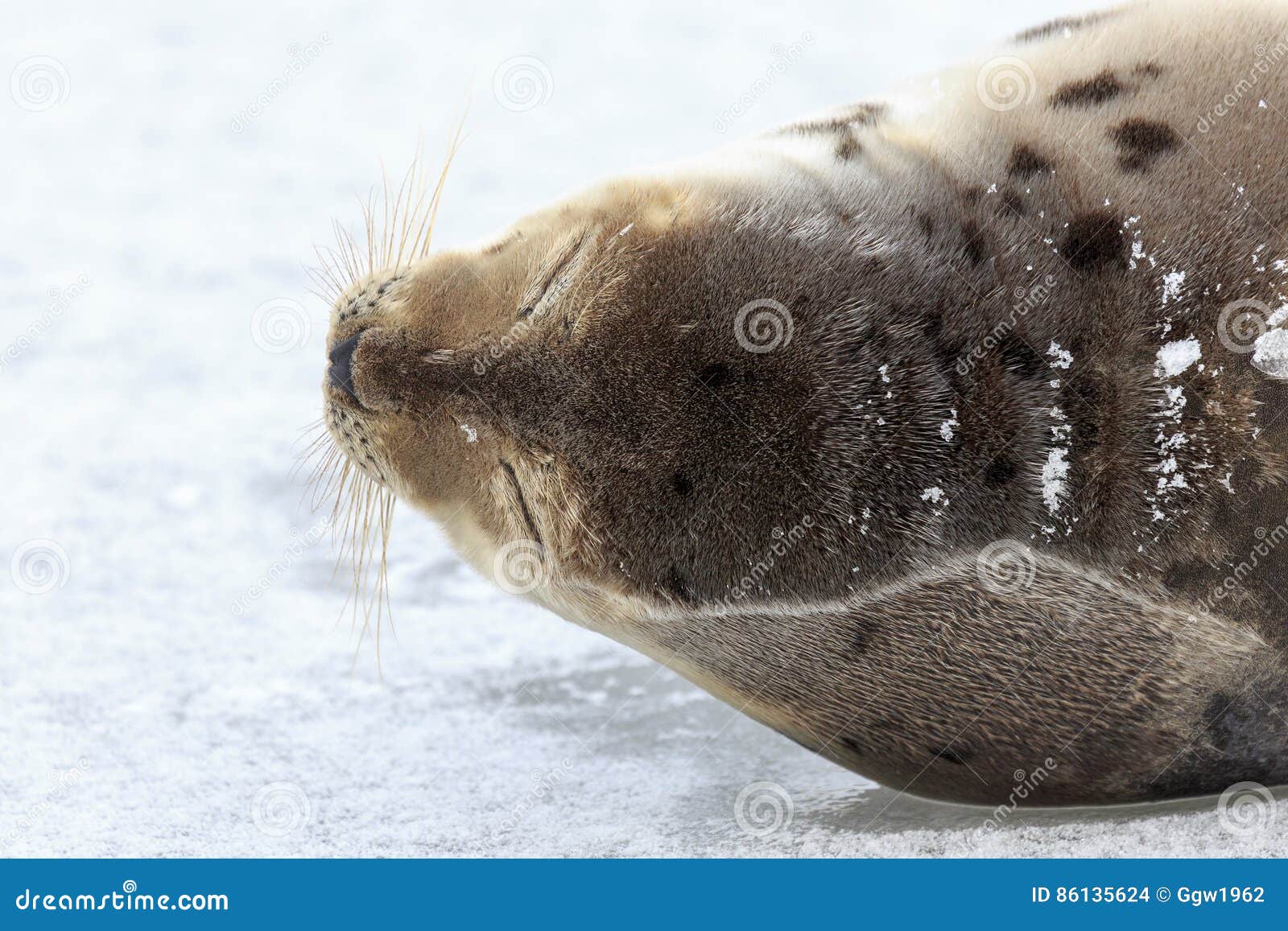 Harp seal stock photo. Image of flipper, nature, coat - 86135624