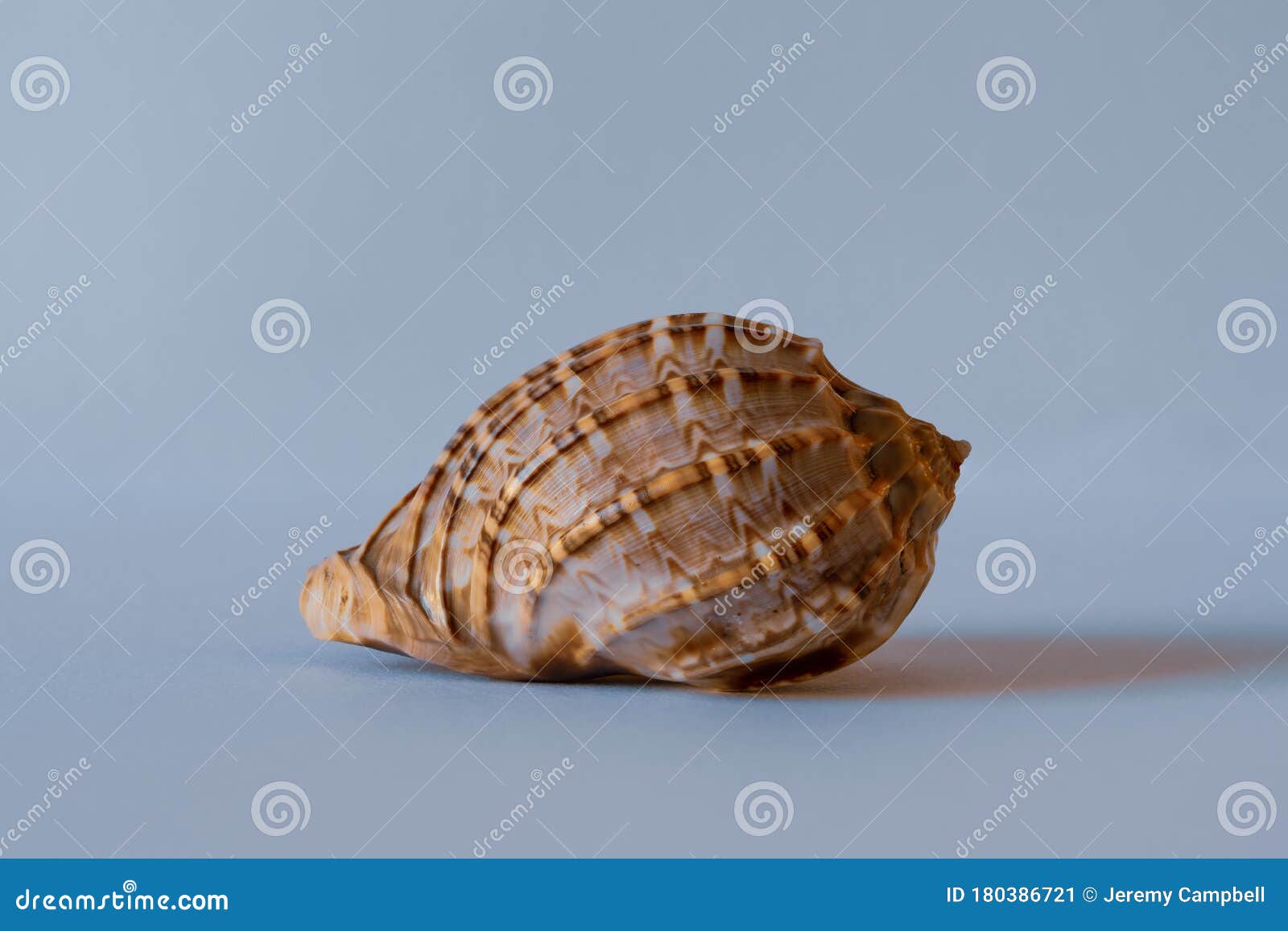 Harpa Davidus. David Harp Shell Stock Image - Image of beautiful ...