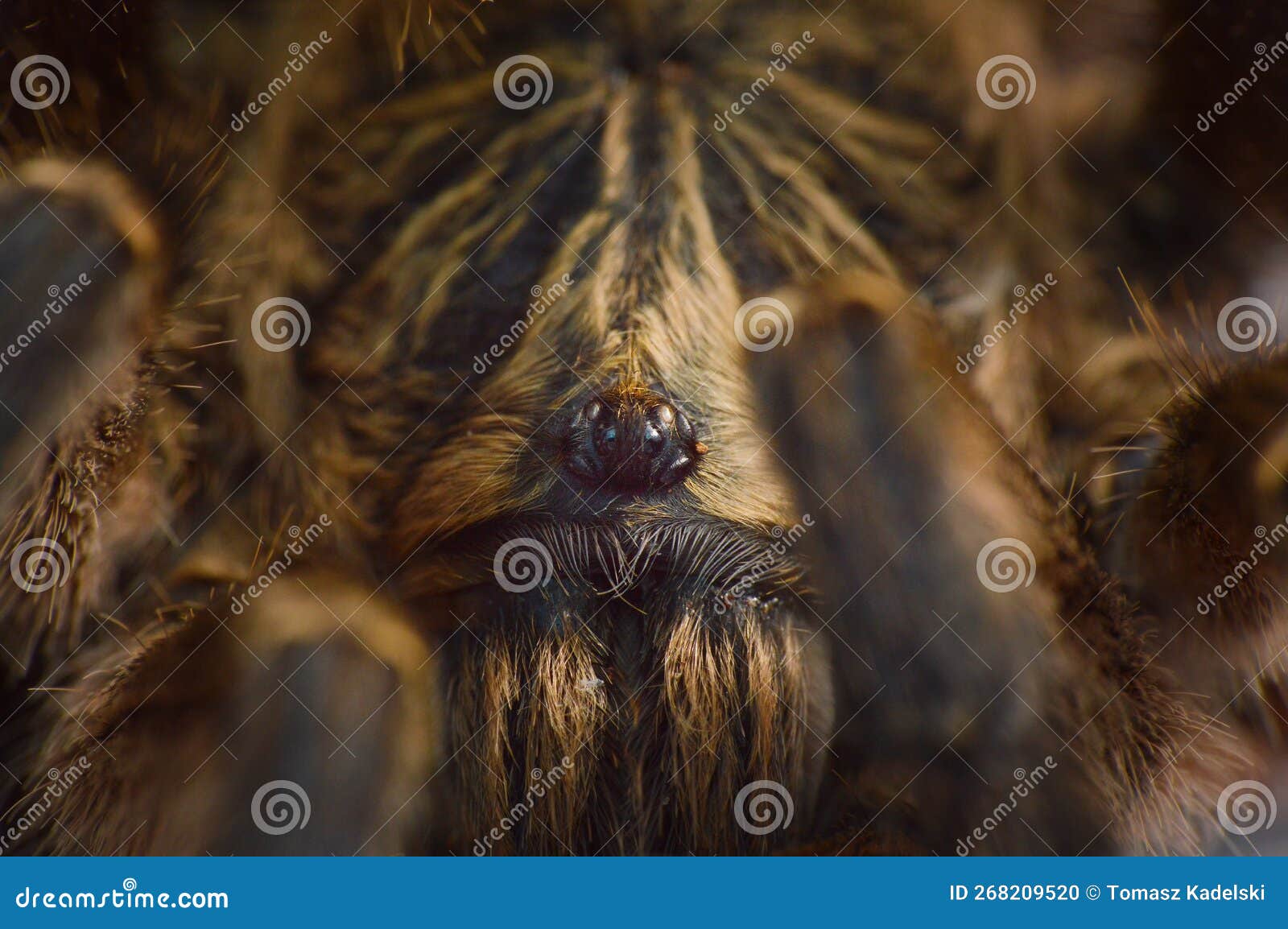 Harpactira Pulchripes Spider Close Up Stock Photo - Image of pulchripes ...