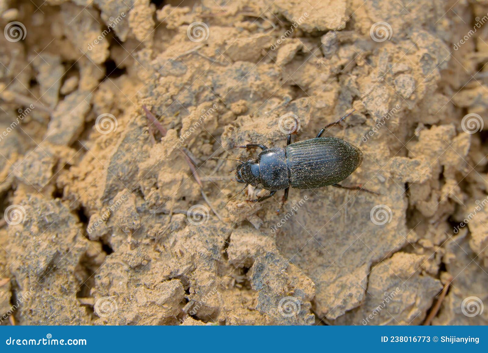 Harpalus sinicus stock image. Image of animals, beetle - 238016773