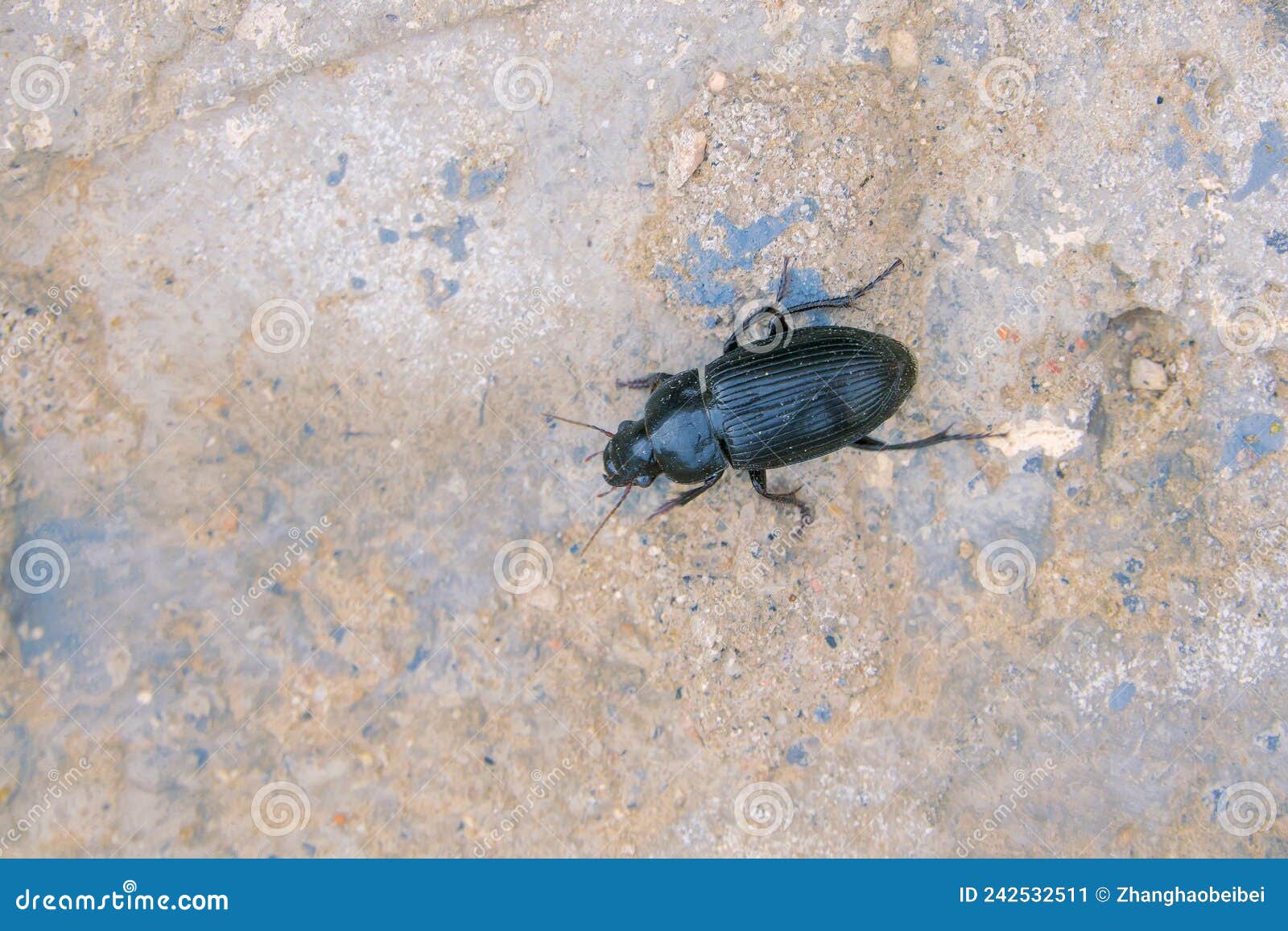 Harpalus sinicus stock image. Image of harpalus, animal - 242532511