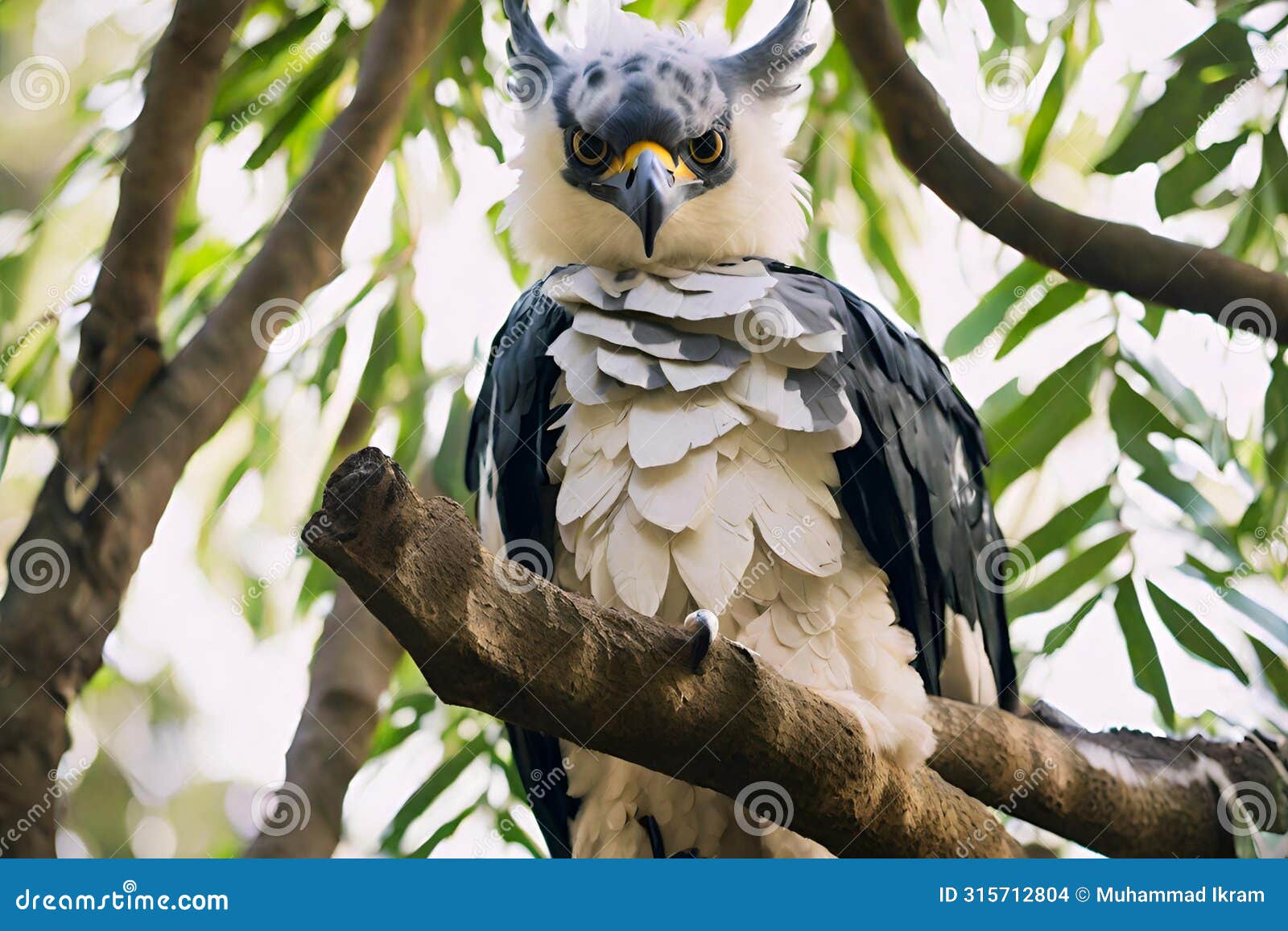 Majestic Harpy Eagle Perched on Tree Branch Stock Illustration ...