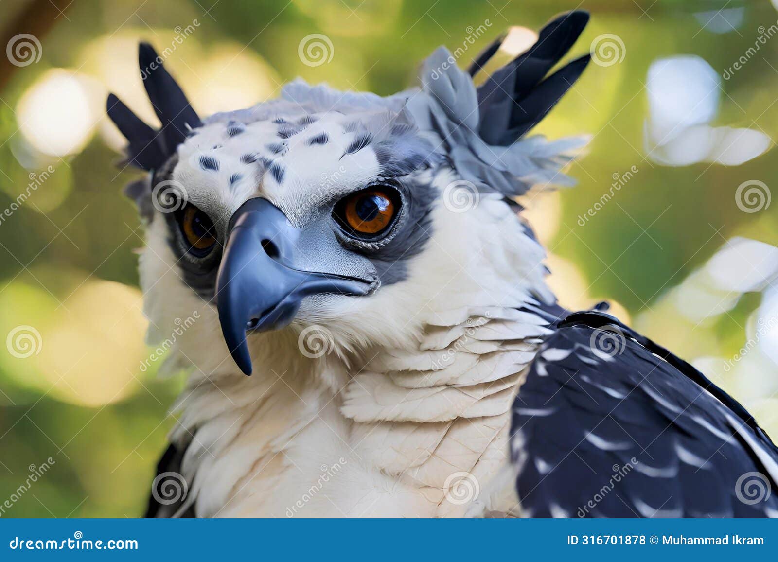 This Stunning Image Captures the Regal Beauty of a Harpy Eagle Stock ...