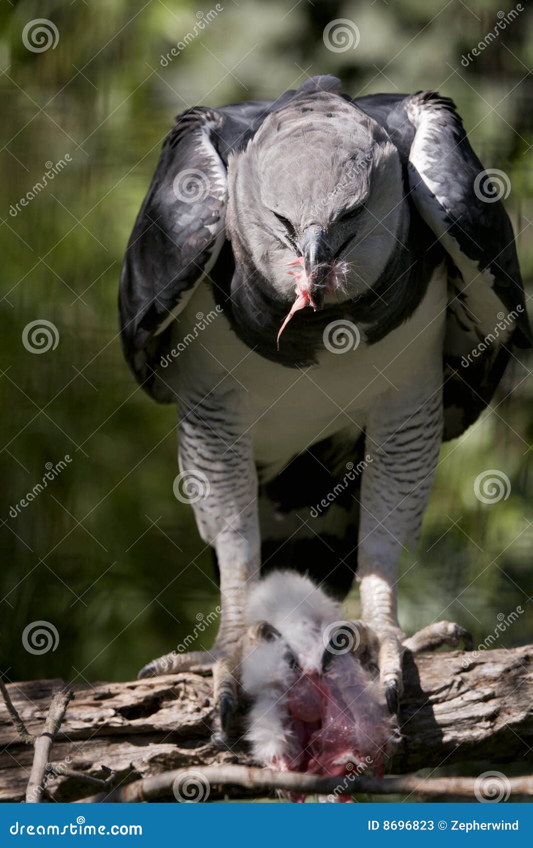 Harpy Eagle stock image. Image of brown, food, carnivore - 8696823