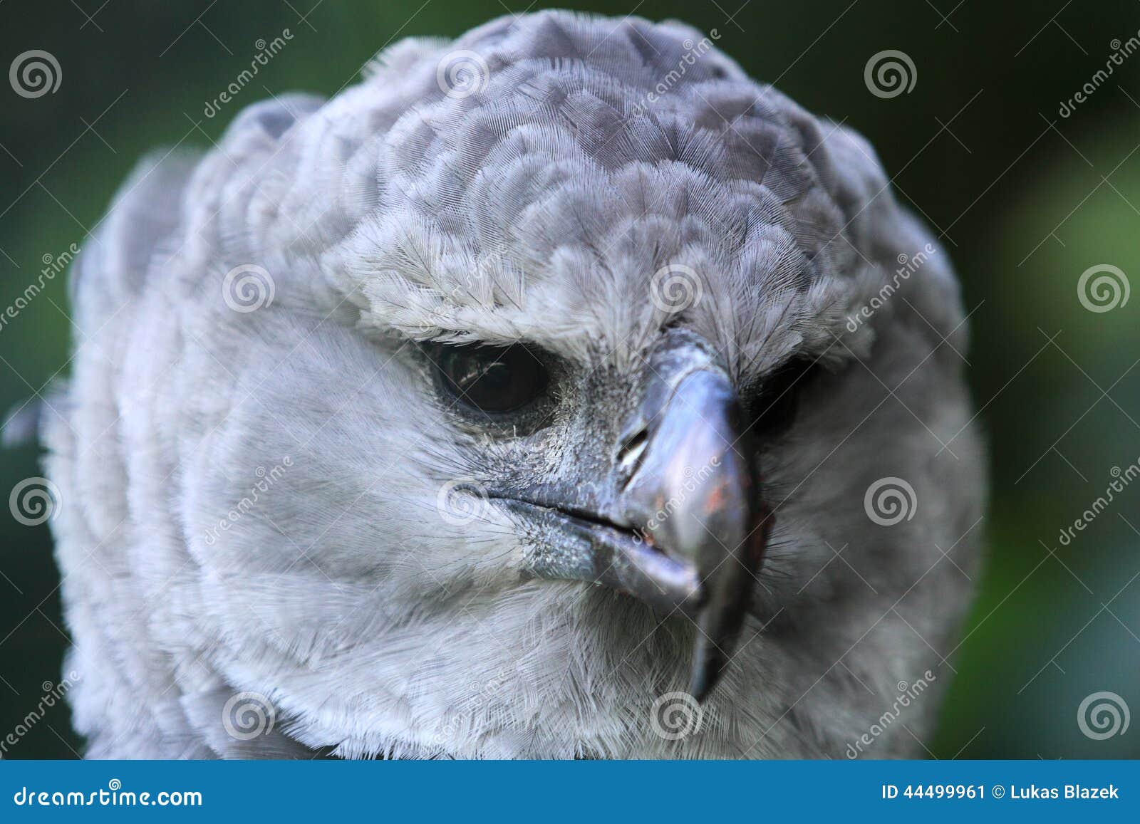 Harpy eagle stock image. Image of neotropical, harpy - 44499961