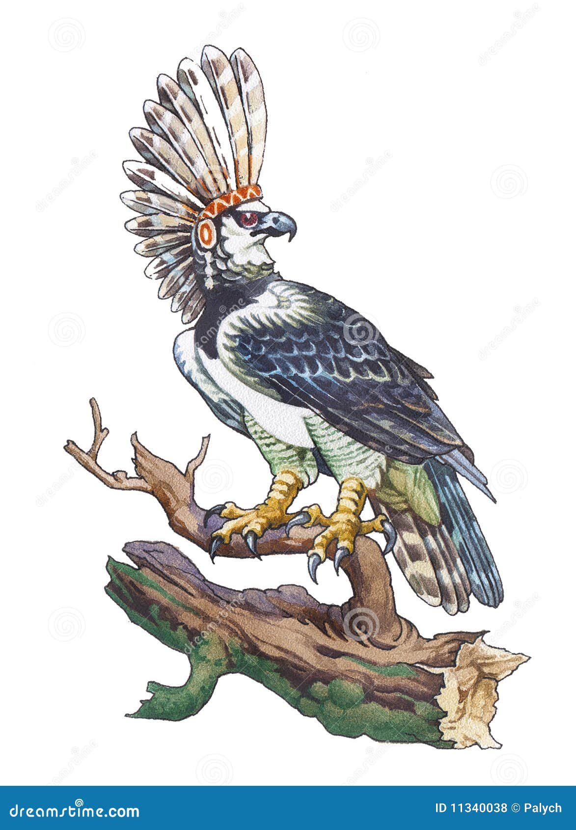 Harpy Eagle (Harpia Harpyja) Stock Illustration - Illustration of ...