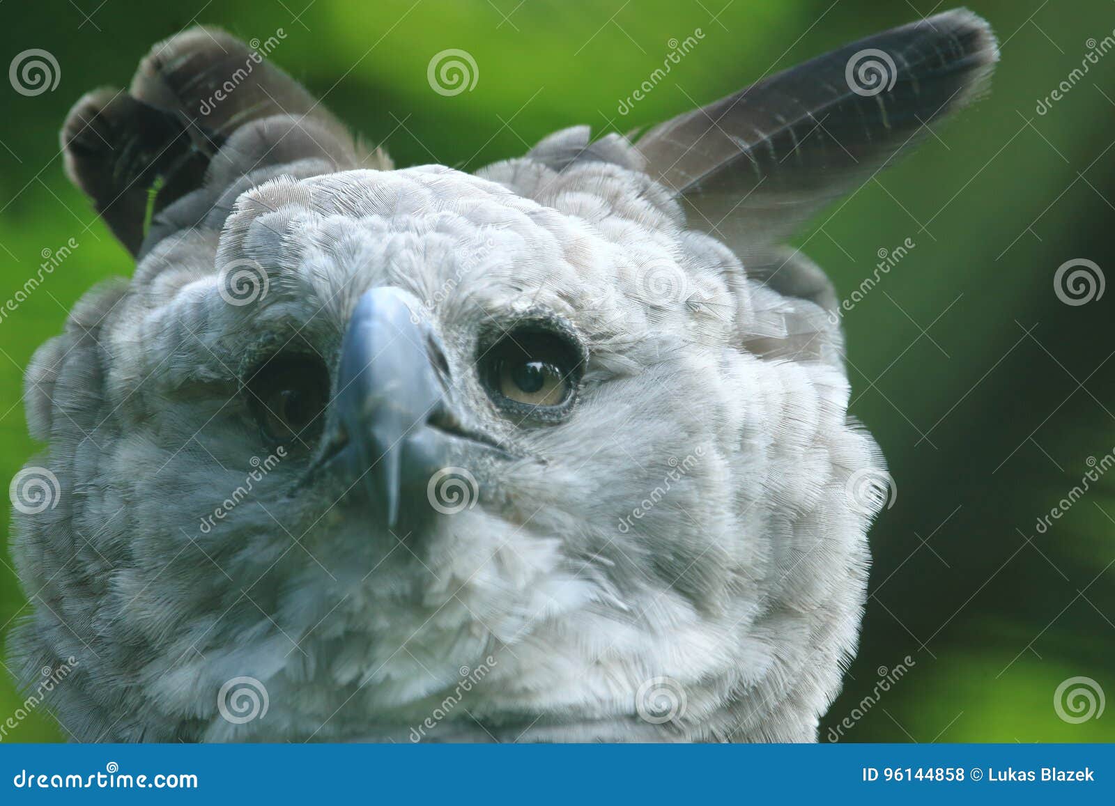 Harpy Eagle Head