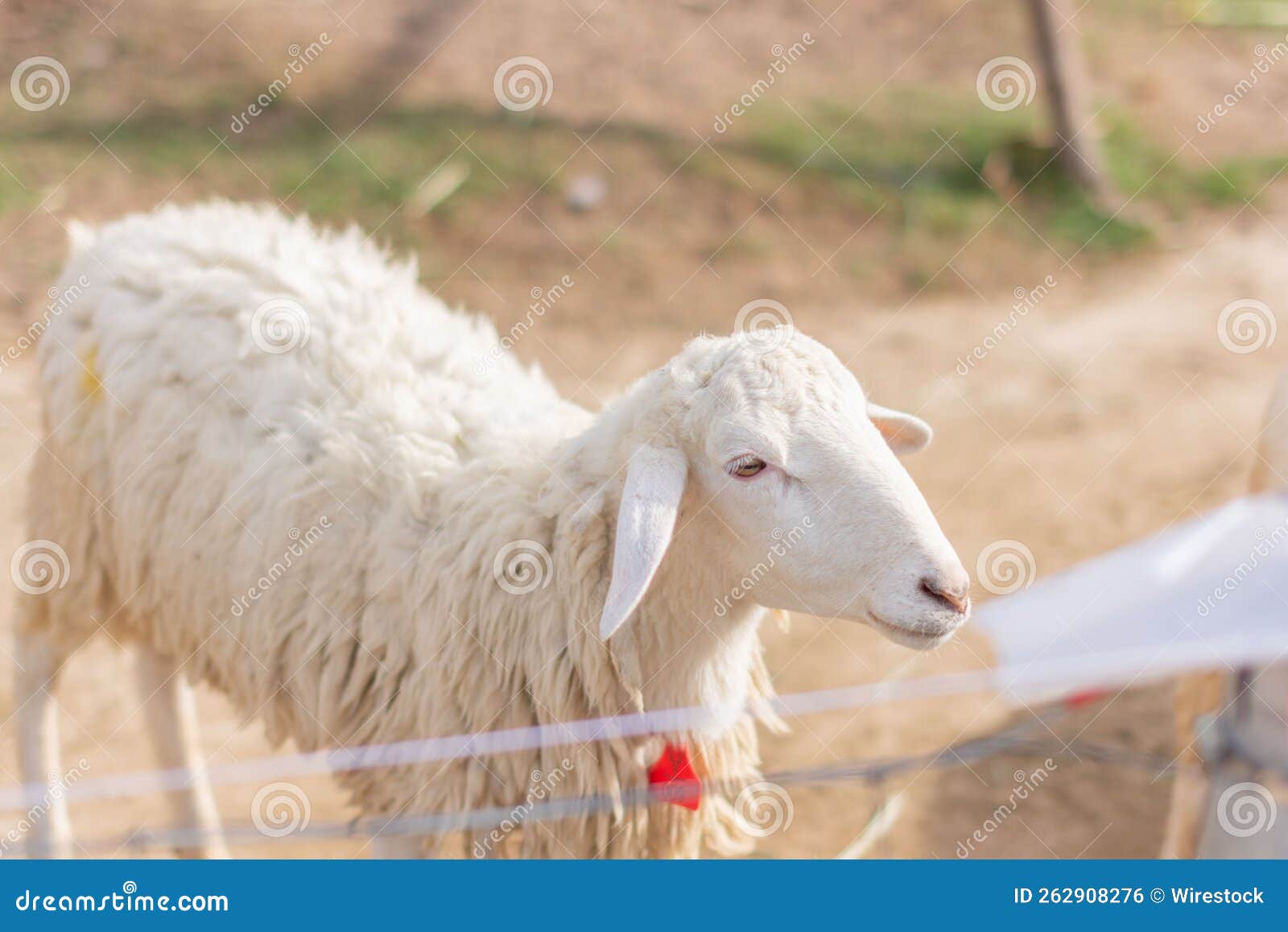 Harri Sheep Looking Side Way in the Zoo Stock Photo - Image of sheep ...