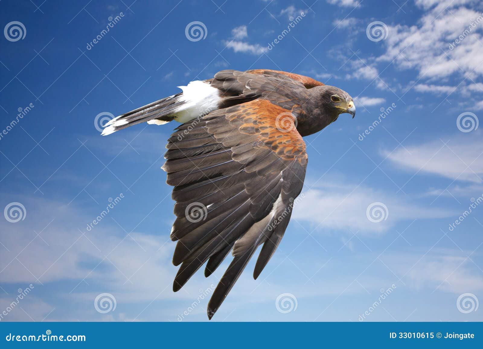 Harrier Hawk or Eagle Flying on Blue Sky Stock Image - Image of span ...