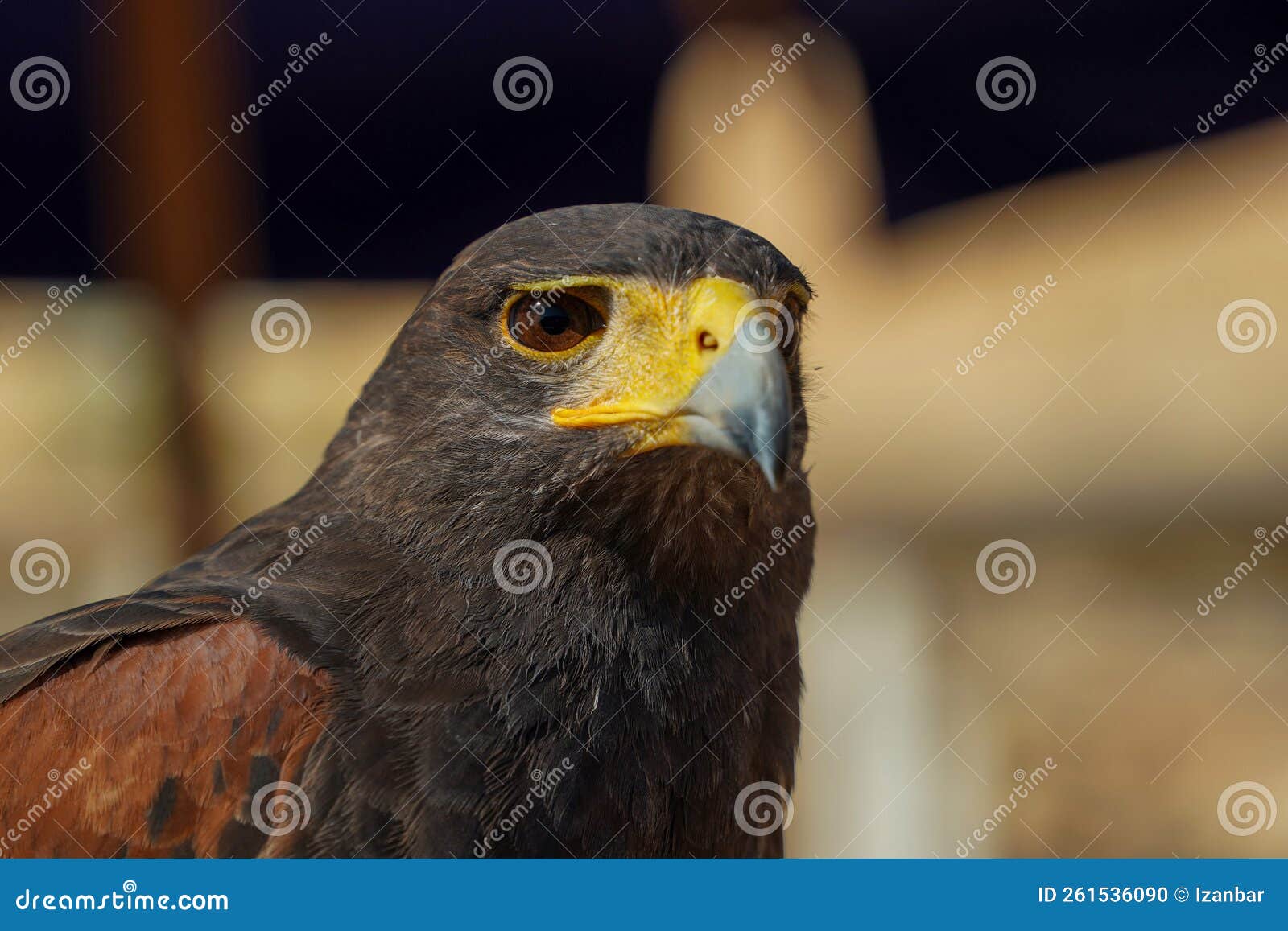 Harris Buzzard Close Up Portrait Stock Photo - Image of buzzard, head ...