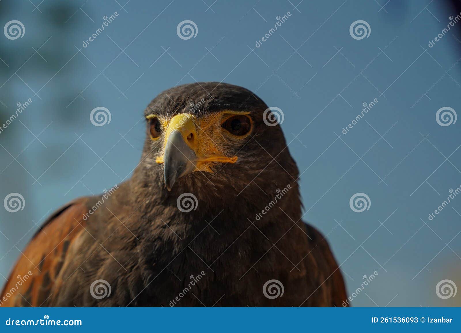 Harris Buzzard Close Up Portrait Stock Image - Image of falconry ...