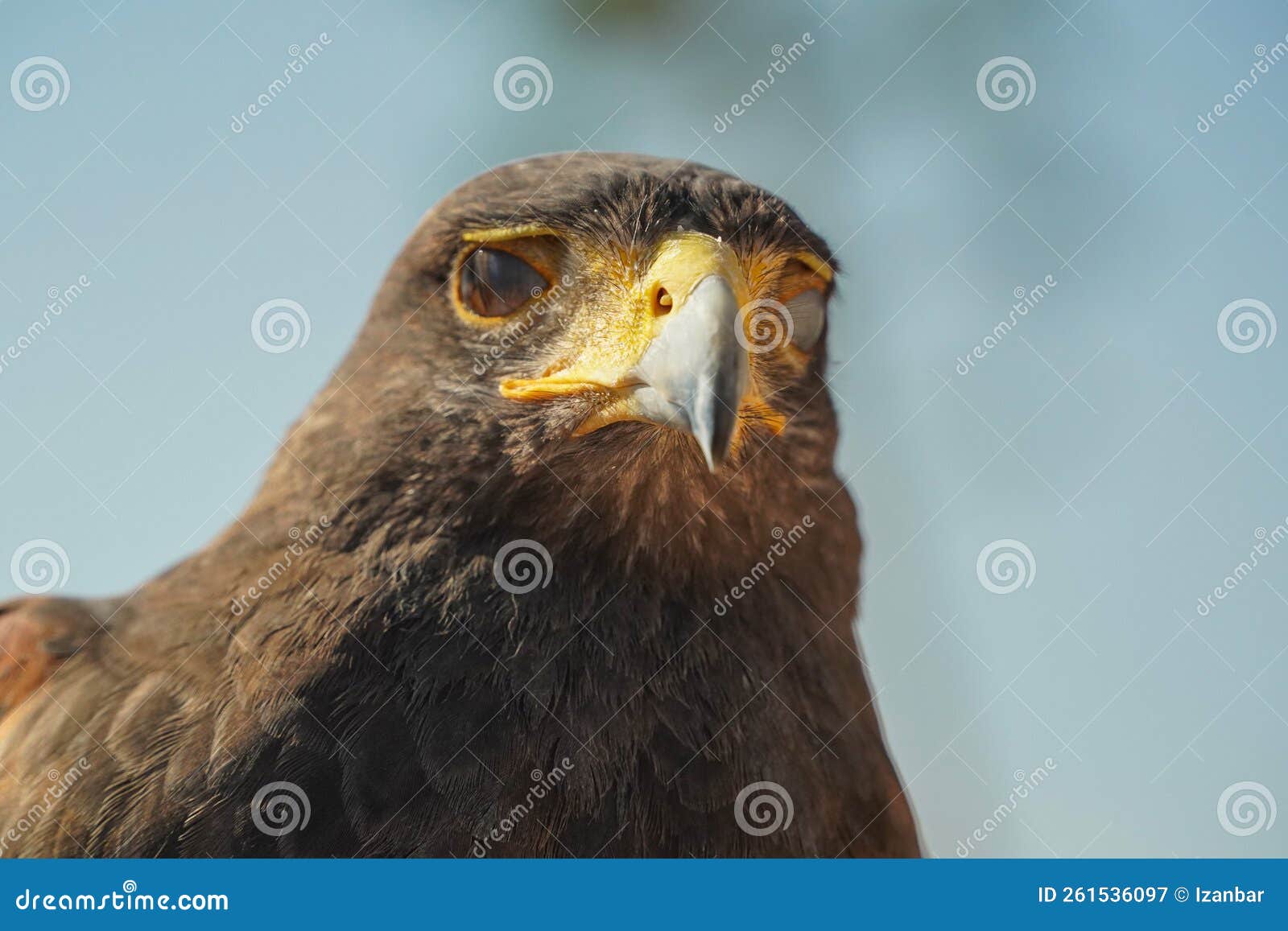 Harris Buzzard Close Up Portrait Stock Image - Image of hawk, head ...